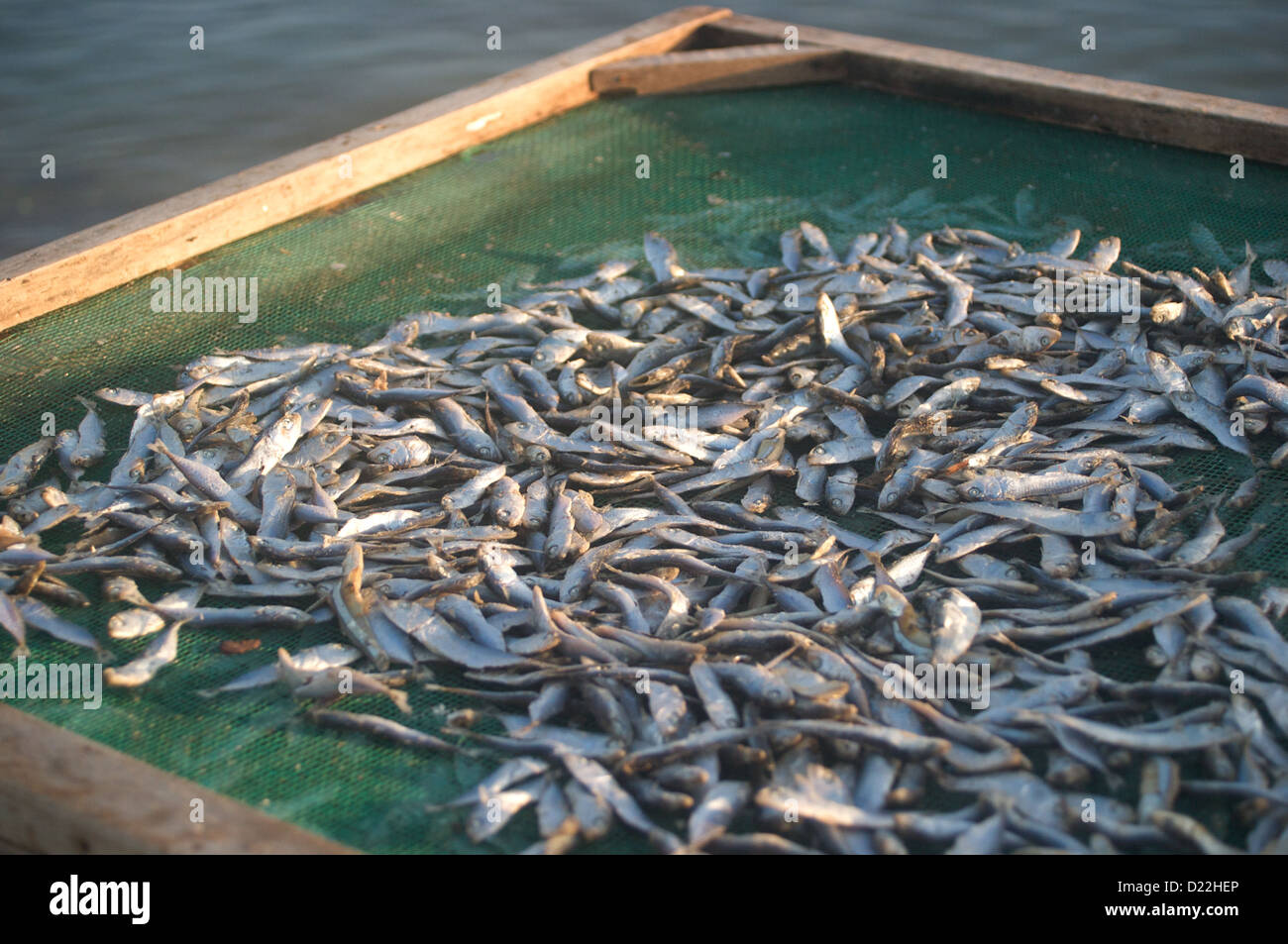 Tiny fish are boiled and left out to dry in the Duy Hai Fishing Village ...