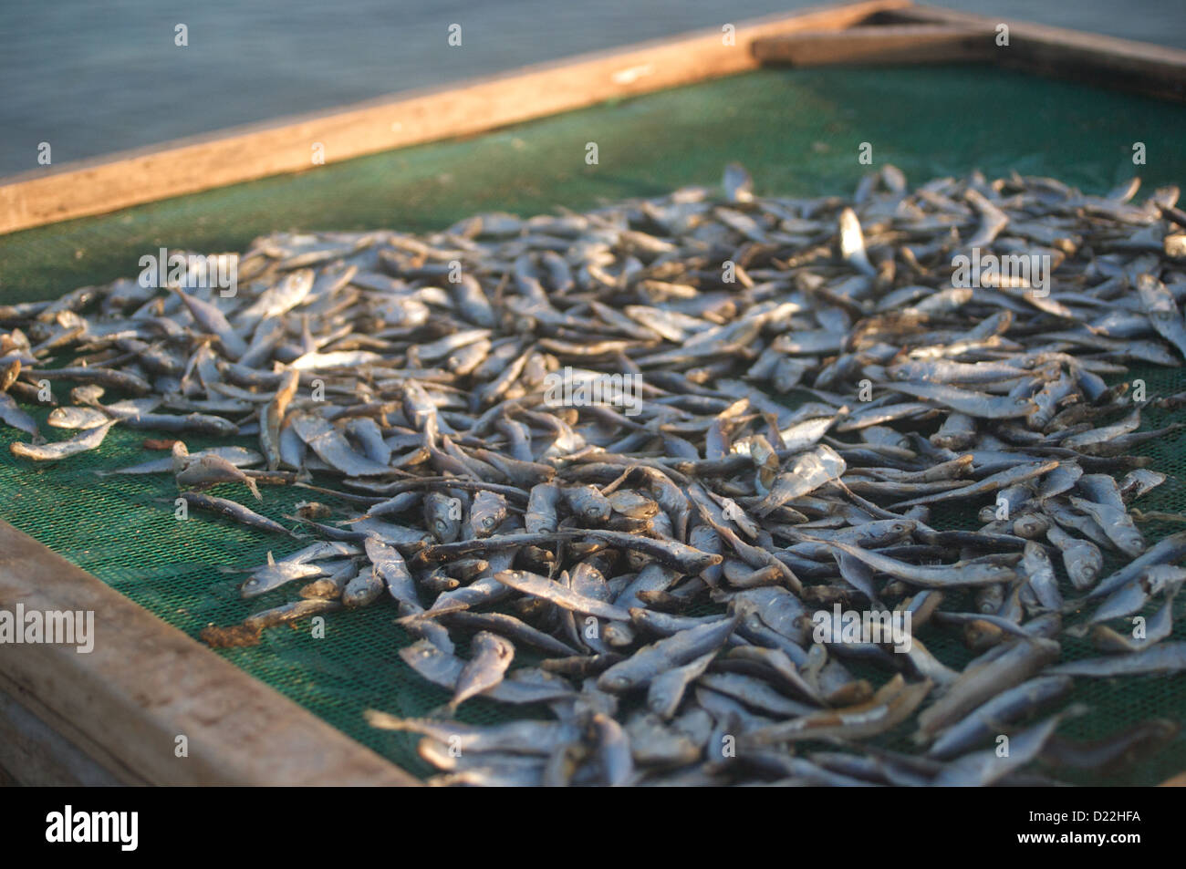 Tiny fish are boiled and left out to dry in the Duy Hai Fishing Village ...