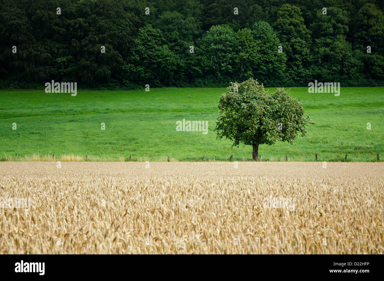 single tree, wheat field, trees, forest Stock Photo - Alamy