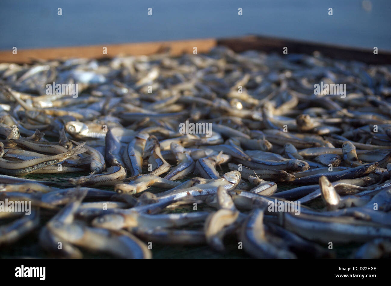 Tiny fish are boiled and left out to dry in the Duy Hai Fishing Village ...