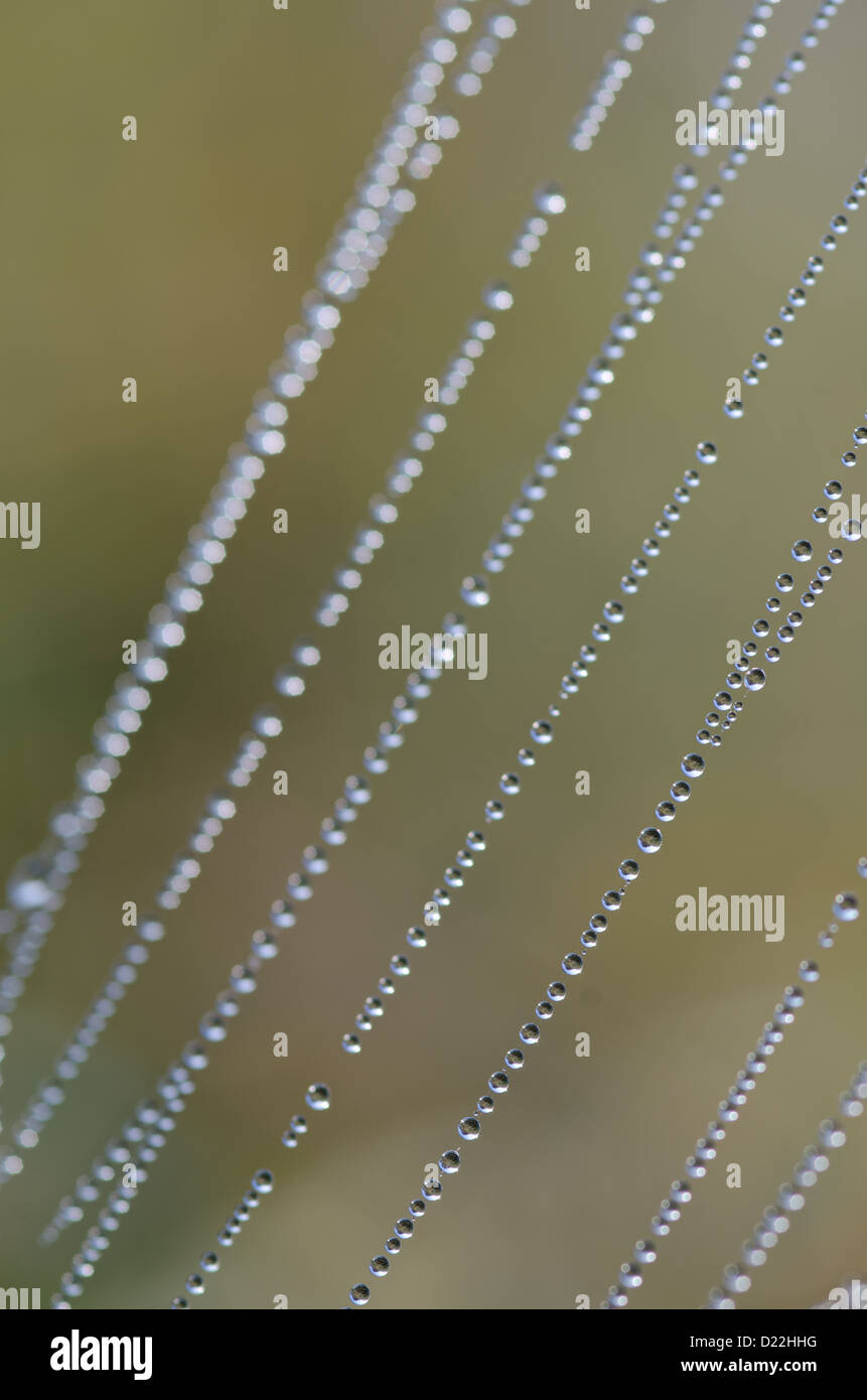 water drops on spider web or cobweb with green background Stock Photo ...
