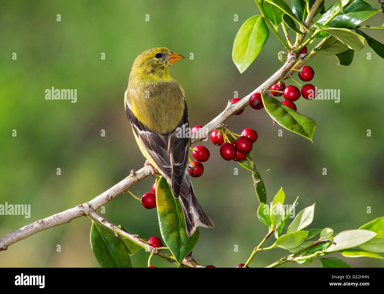 Finch berries hi-res stock photography and images - Alamy
