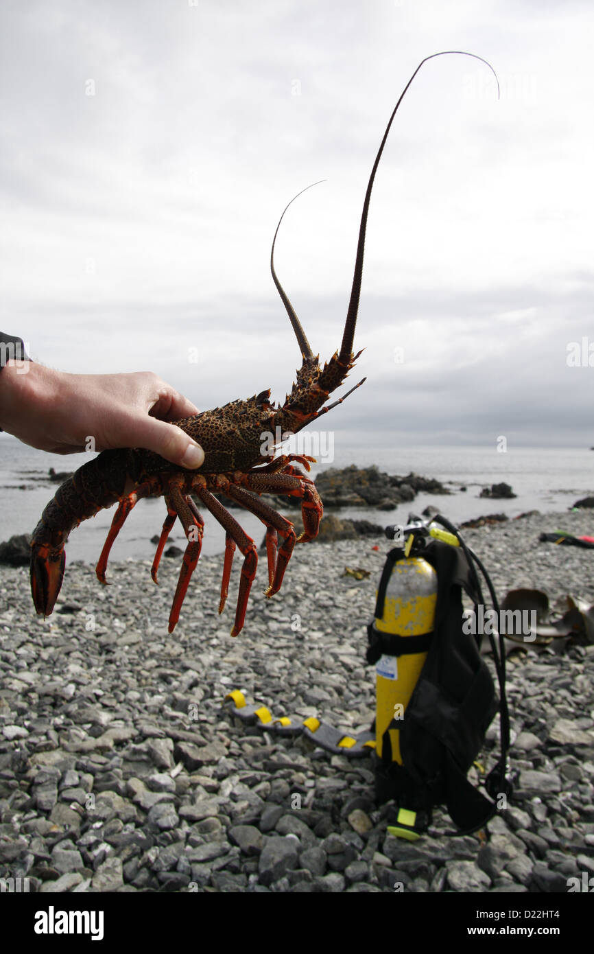 Fresh crayfish new zealand hi-res stock photography and images - Alamy