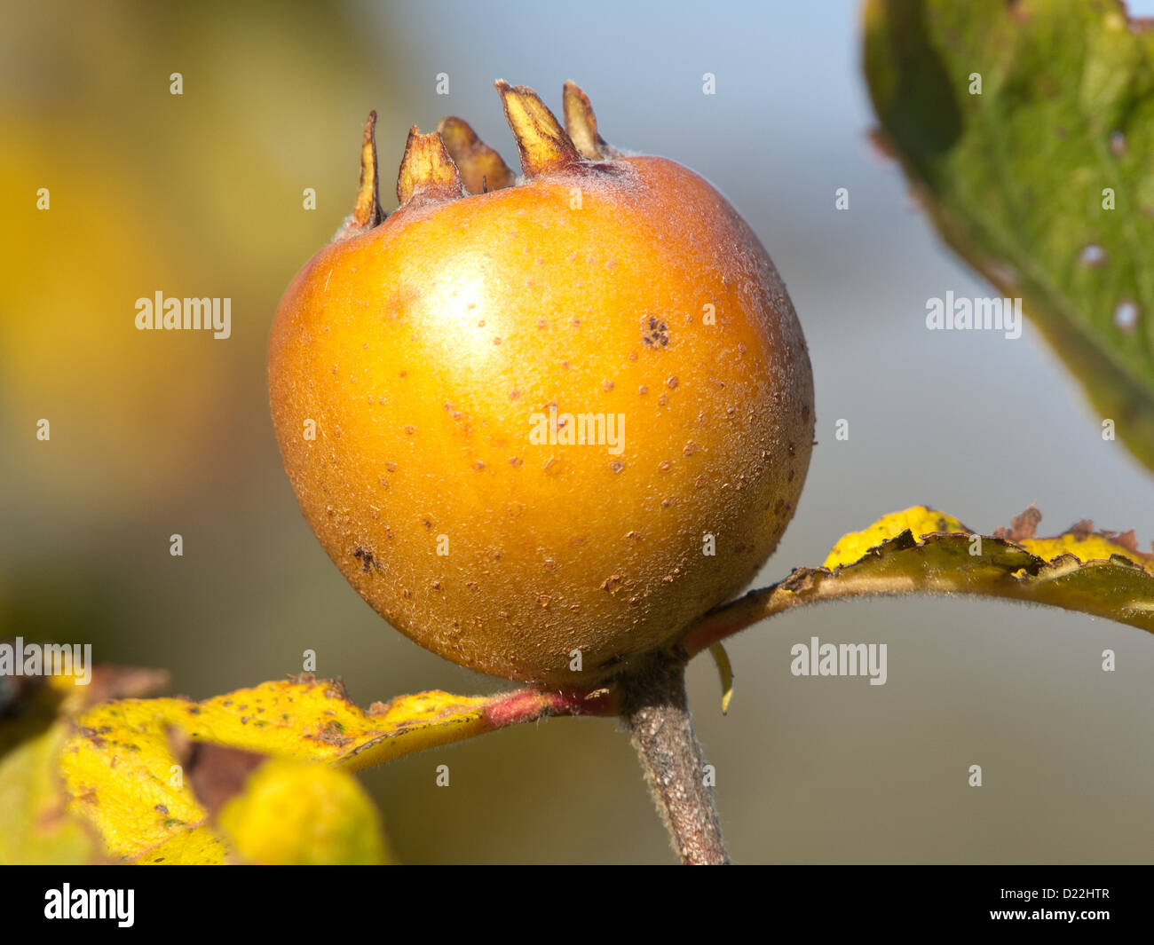 Yellow medlar hi-res stock photography and images - Alamy