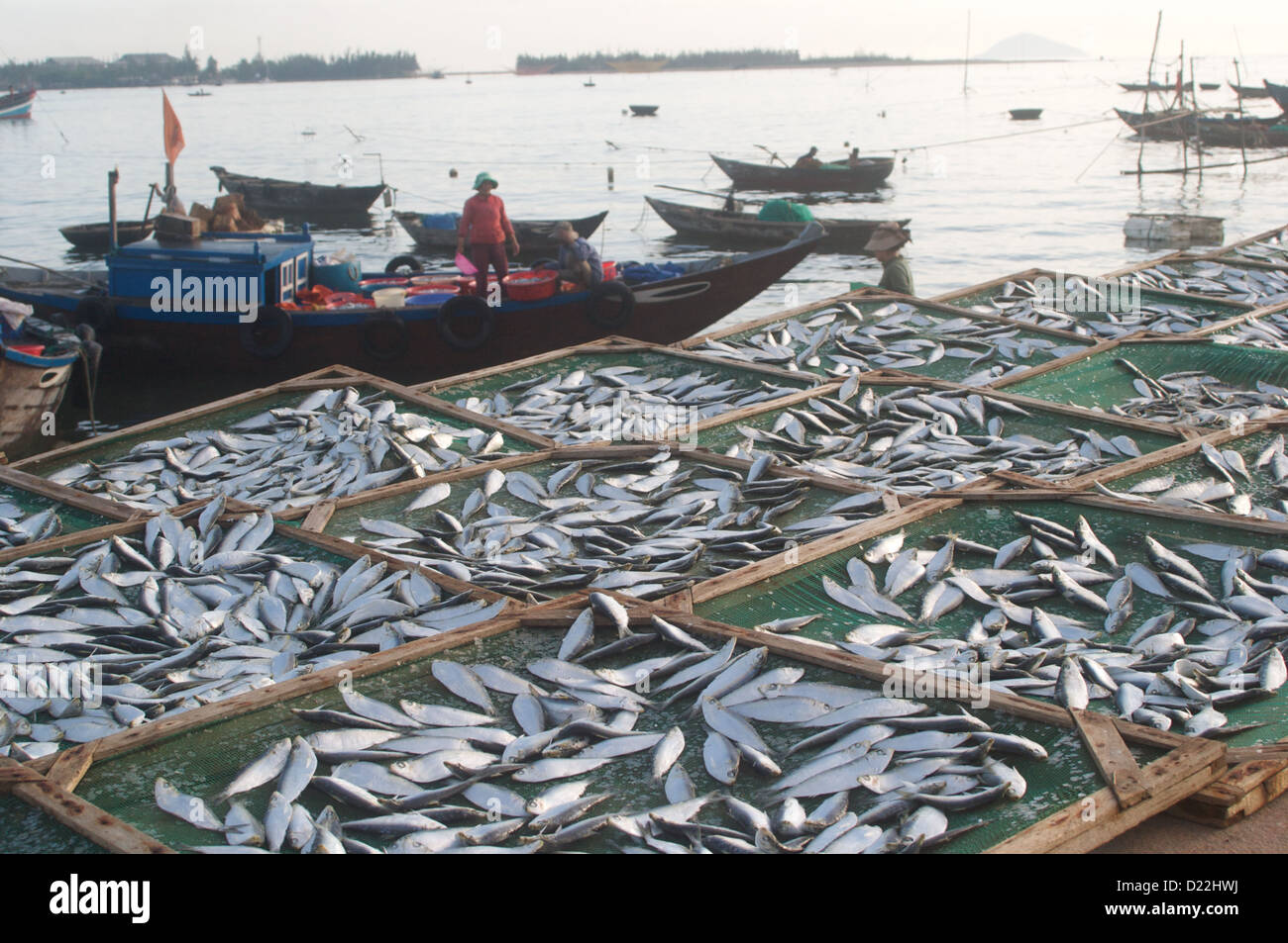 Fish drying on frame hi-res stock photography and images - Alamy