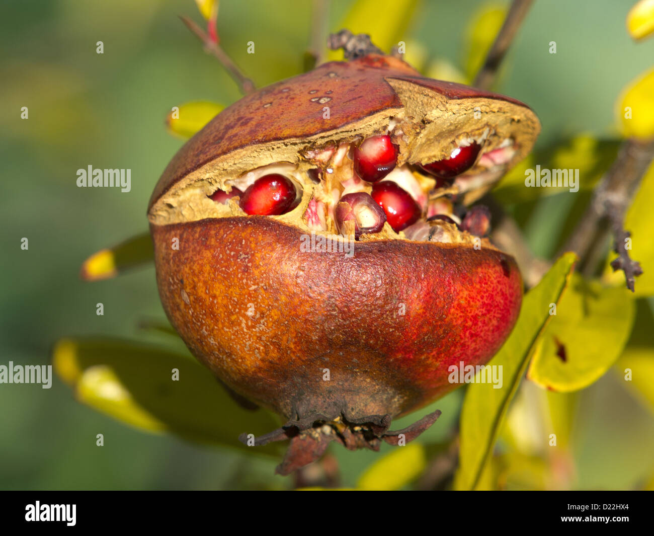 Fruit tree section hi-res stock photography and images - Alamy