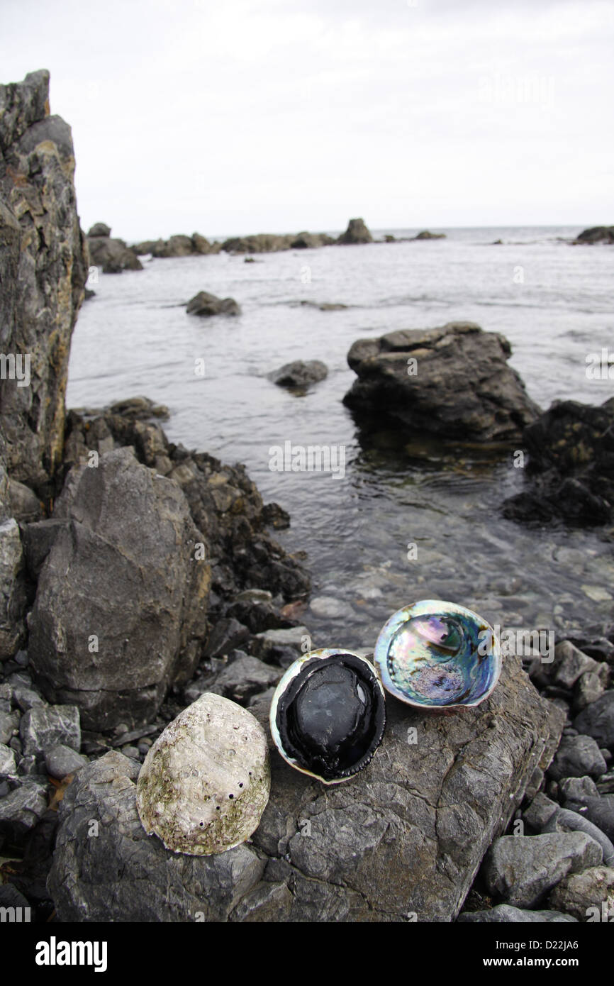 Abalone fishing hi-res stock photography and images - Alamy
