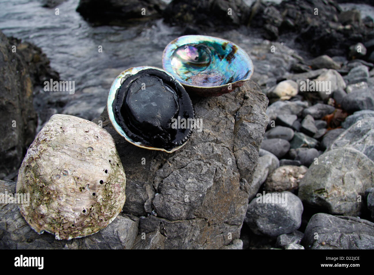 Abalone on the west coast of Wellington Stock Photo - Alamy