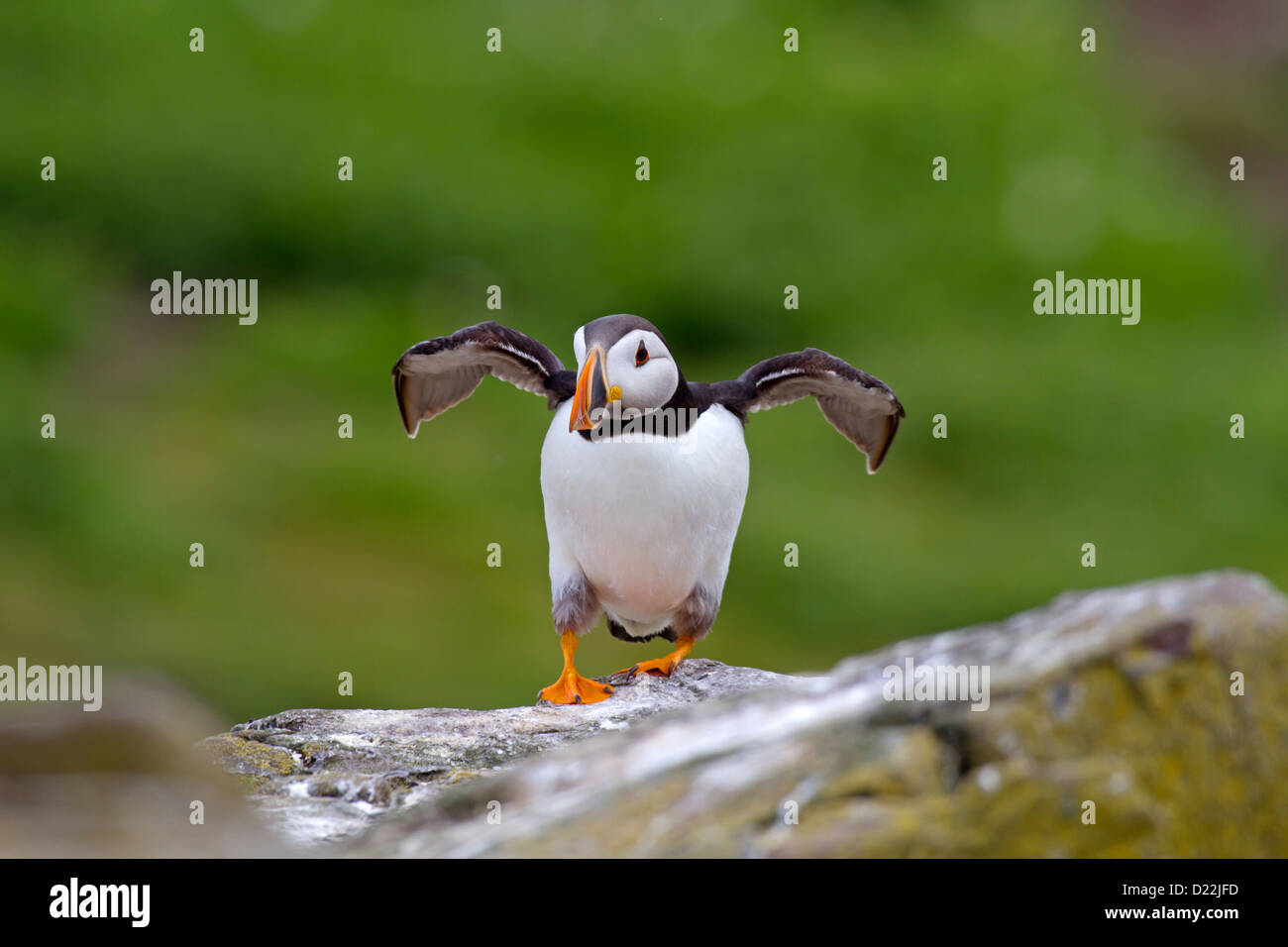 Puffin stretches wings hi-res stock photography and images - Alamy