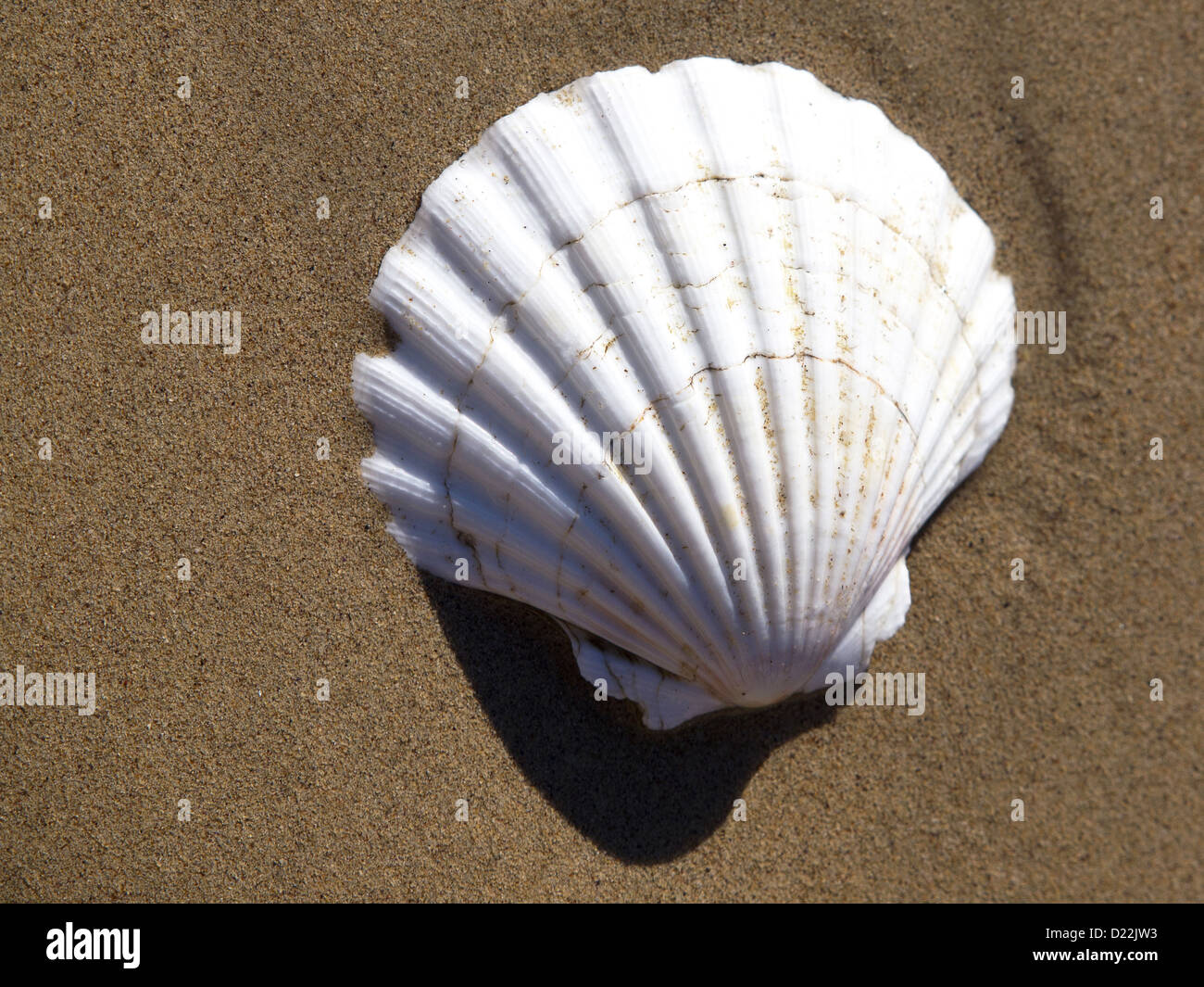 shell on the send beach near the sea Stock Photo - Alamy