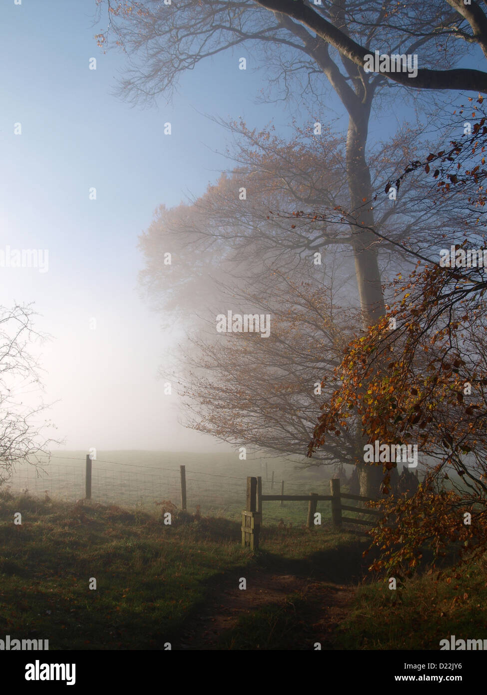 Autumn woodland landscape hi-res stock photography and images - Alamy