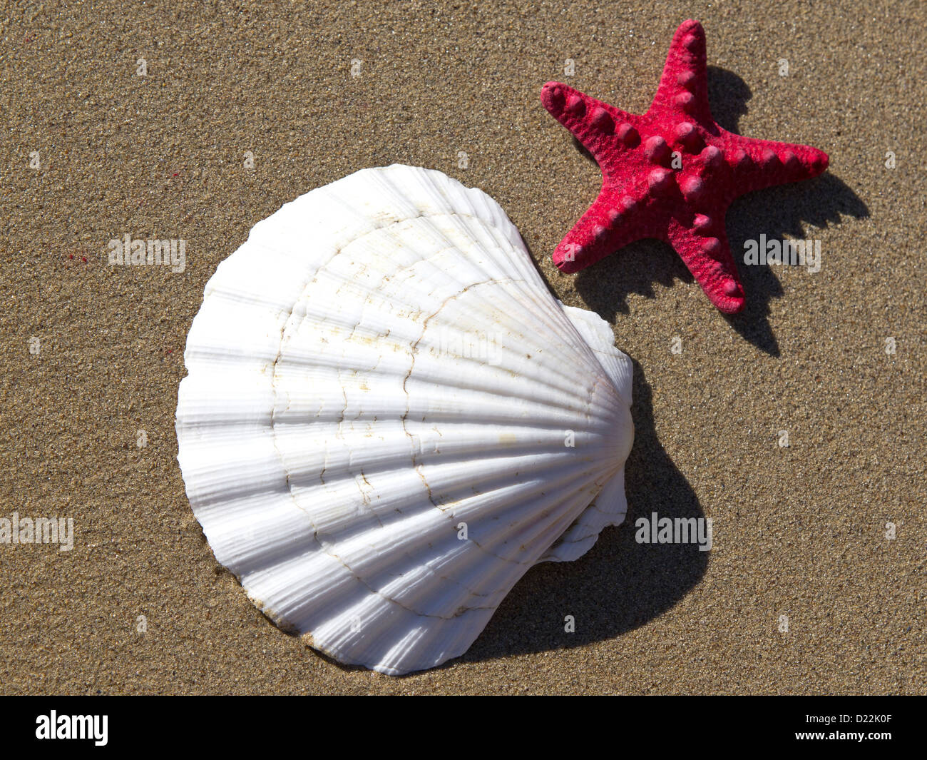 shell and starfish on the beach Stock Photo - Alamy