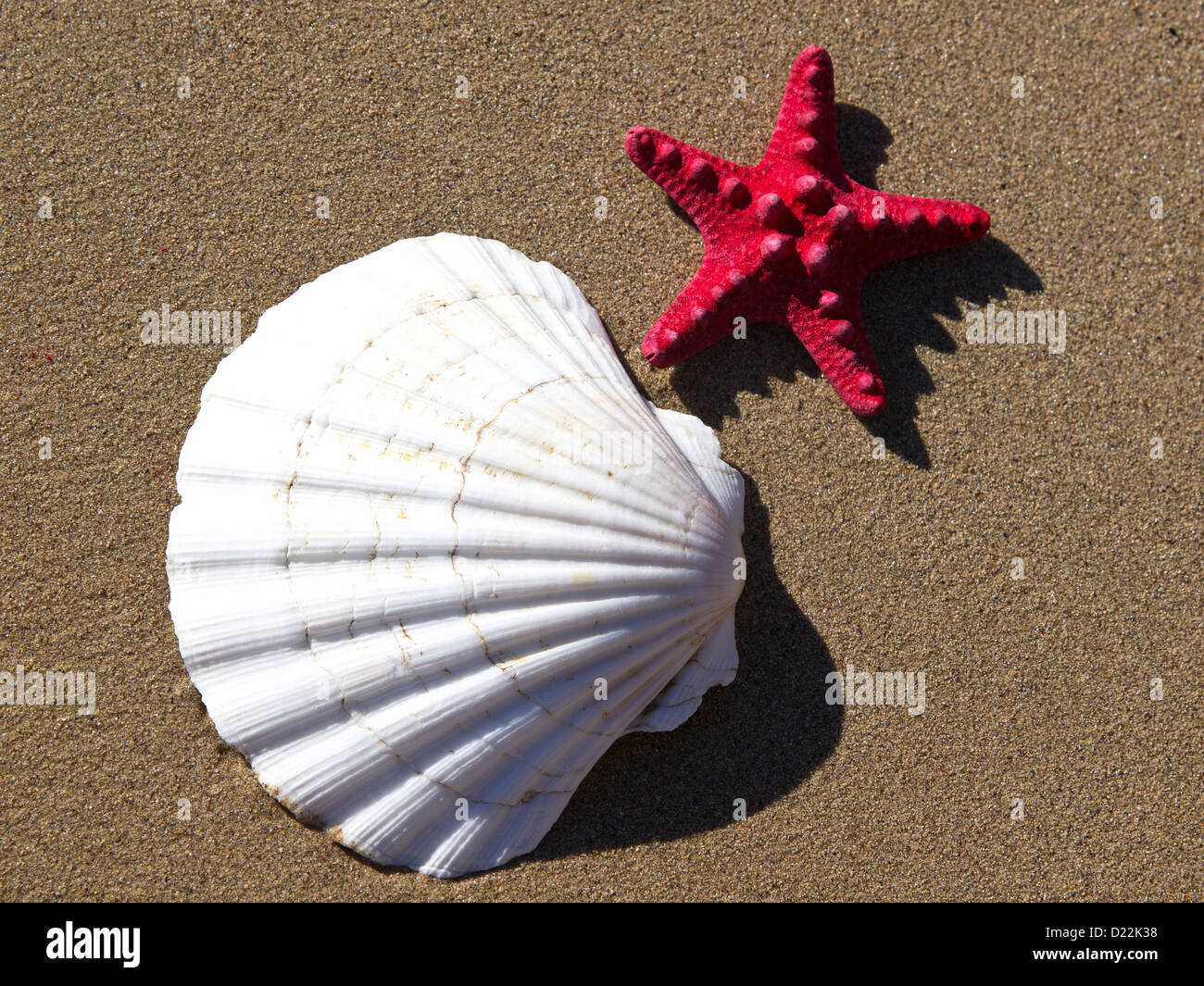 shell and red starfish on the sand beach Stock Photo - Alamy