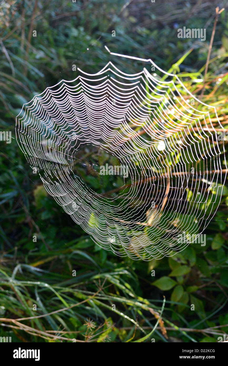 Cobweb in the Frost Stock Photo - Alamy