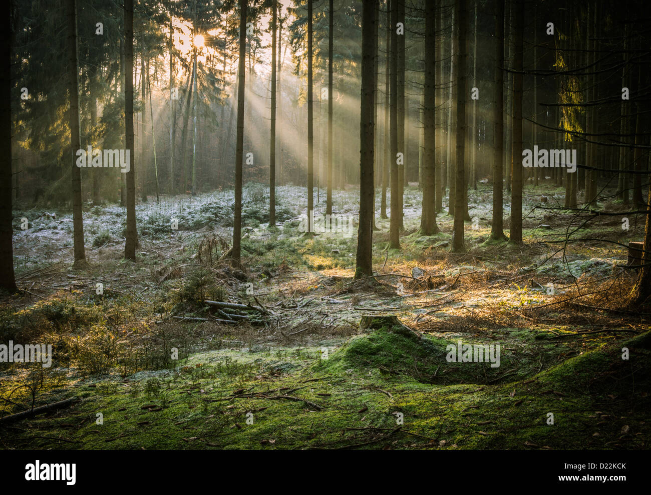 Sunrise Teutoburger Wald Hermannsweg Forest Stock Photo - Alamy