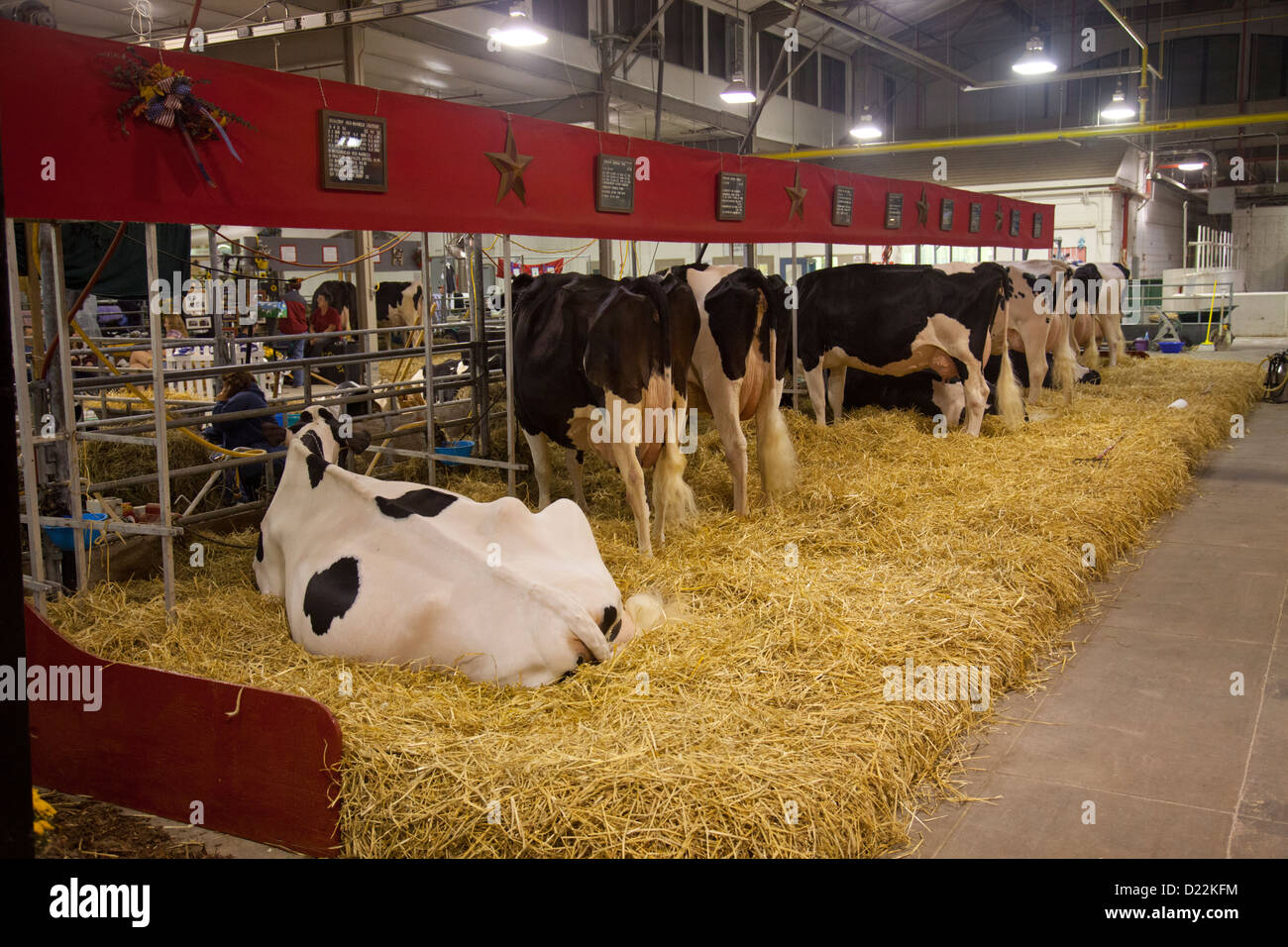 Cow at New York State Fair Stock Photo - Alamy