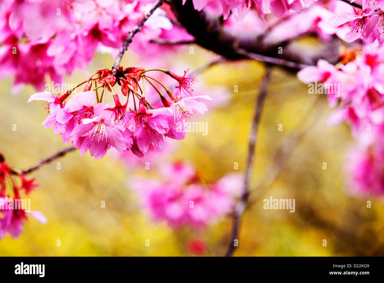 Cherry blossoms with nice background color for adv or others purpose ...