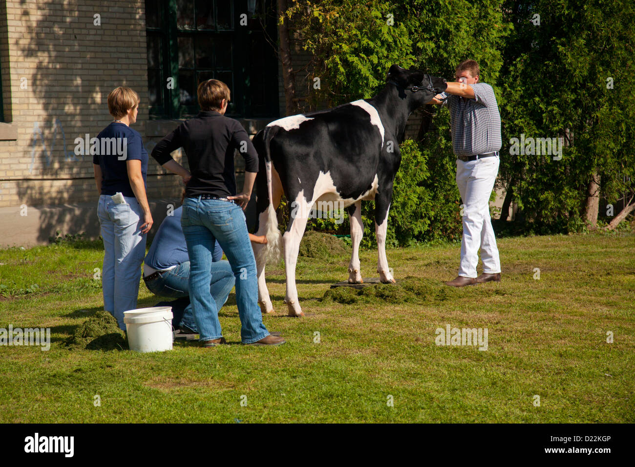 Cow at New York State Fair Stock Photo - Alamy