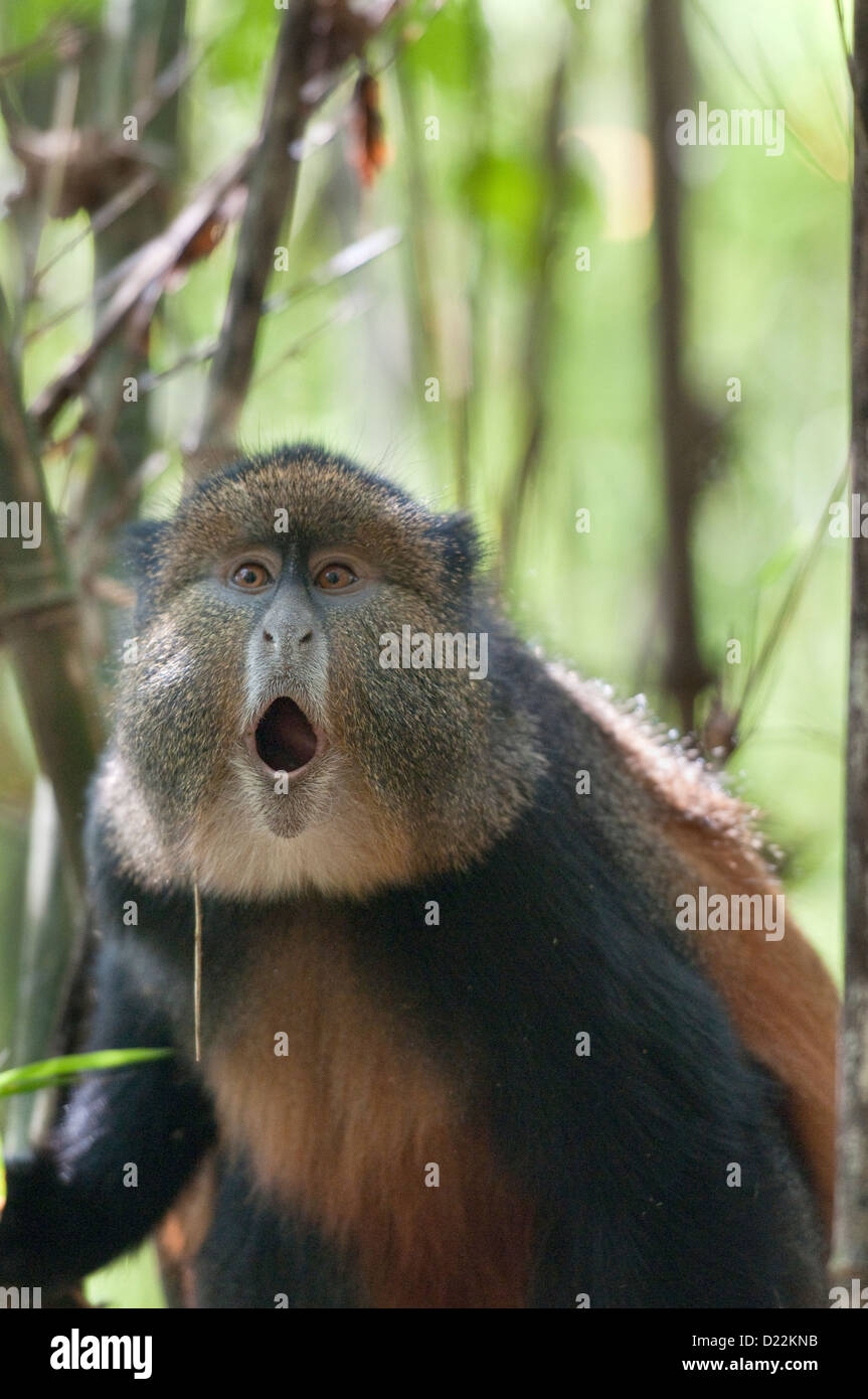 Golden Monkey in Virunga Mountains, Rwanda Stock Photo - Alamy