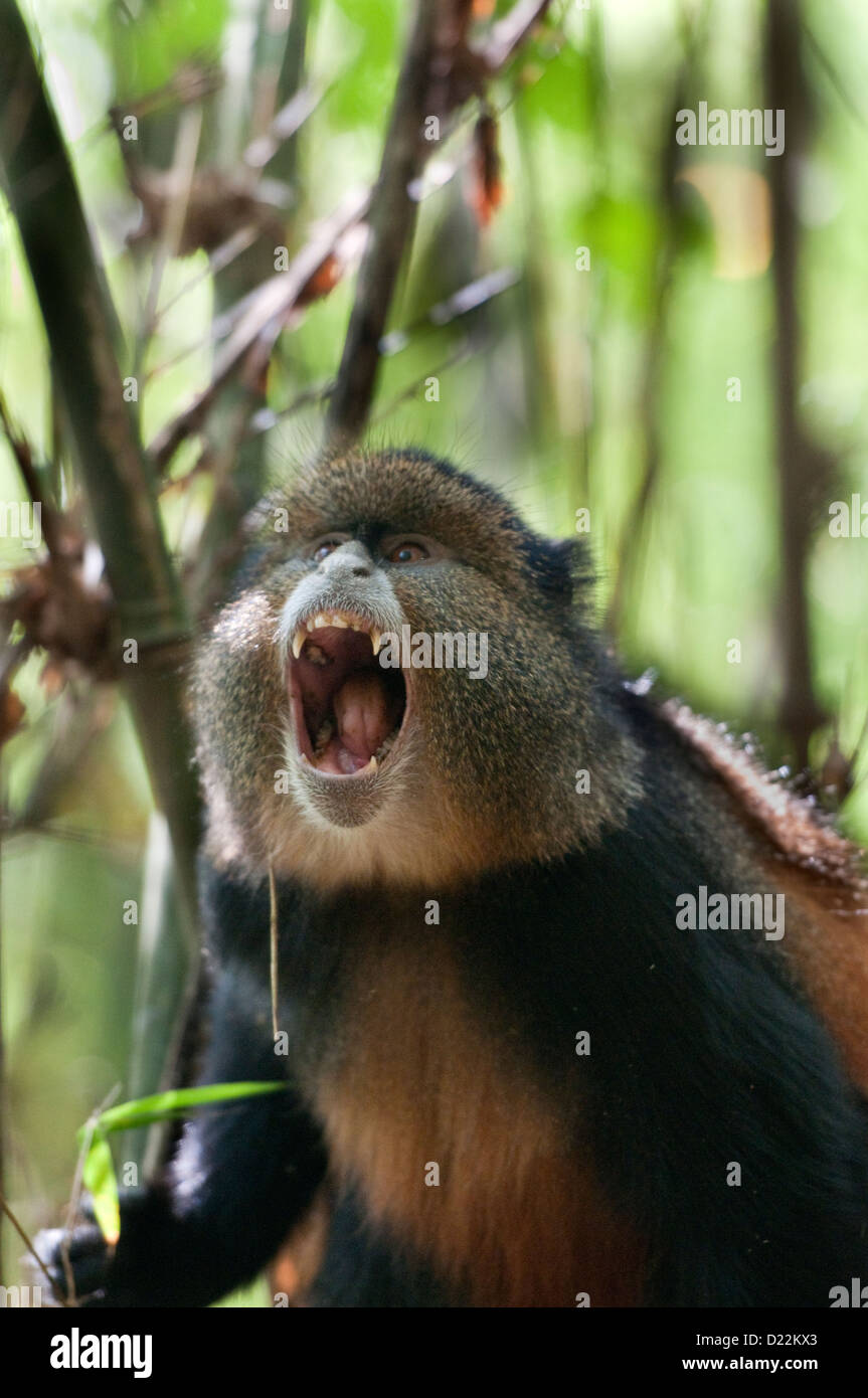 Golden monkey hi-res stock photography and images - Alamy