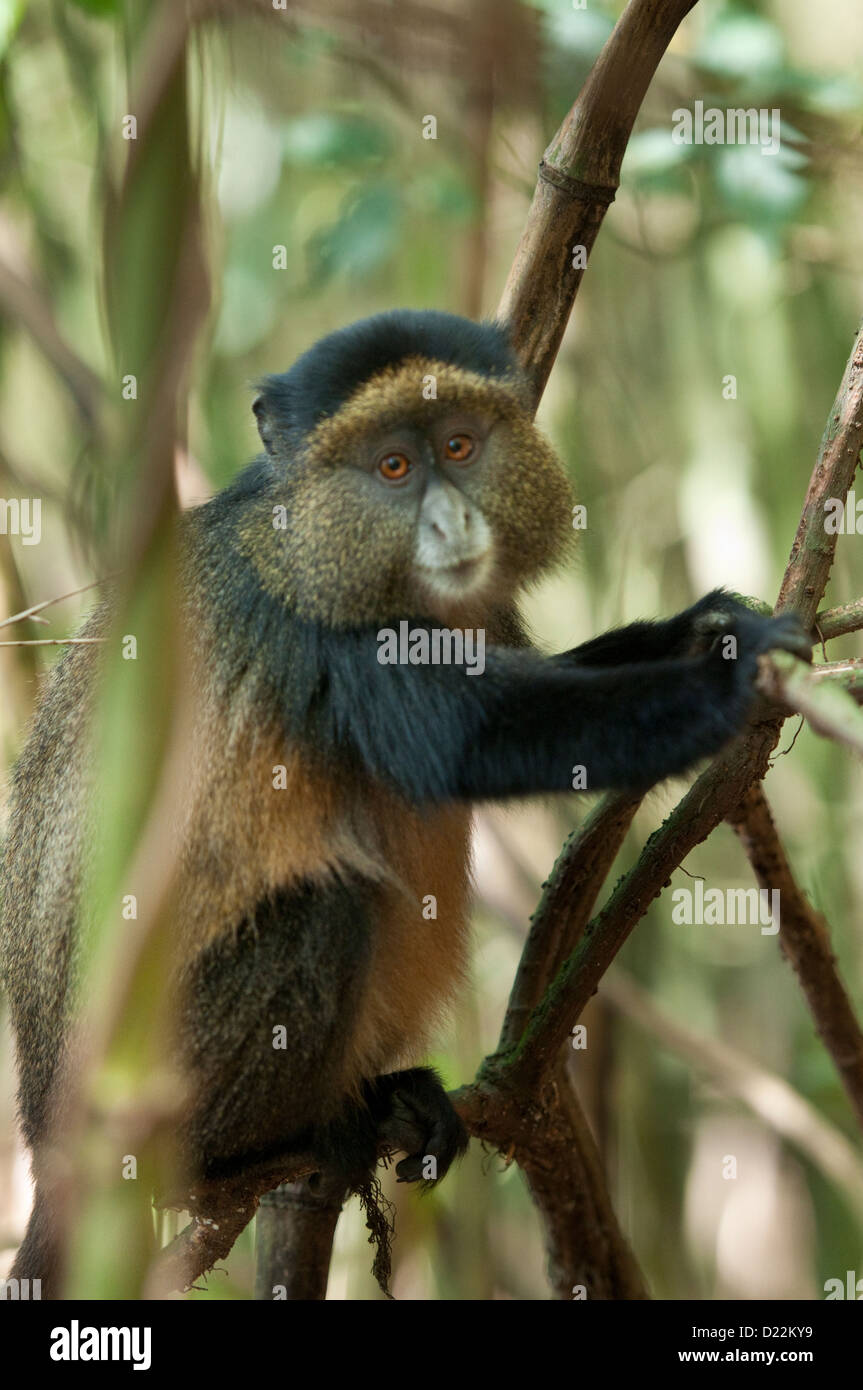 Golden Monkey in Virunga Mountains, Rwanda Stock Photo - Alamy