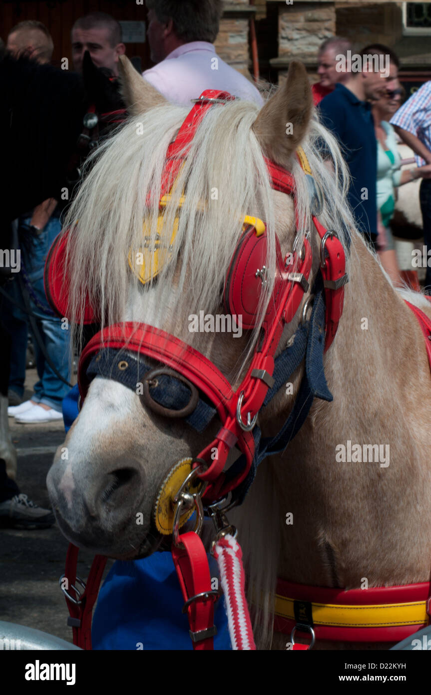 My little pony hi-res stock photography and images - Alamy