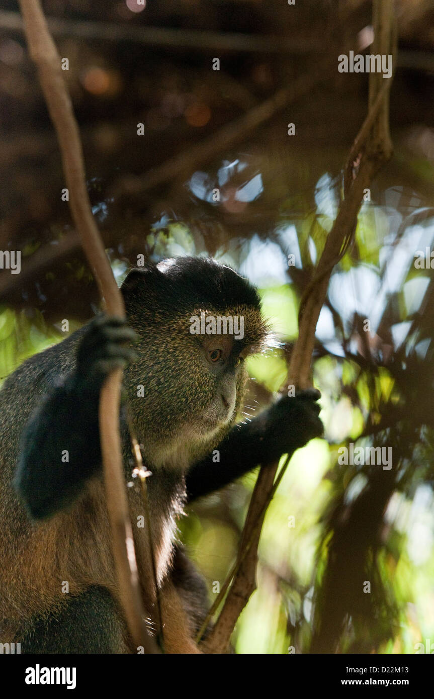 Golden Monkey in Virunga Mountains, Rwanda Stock Photo - Alamy