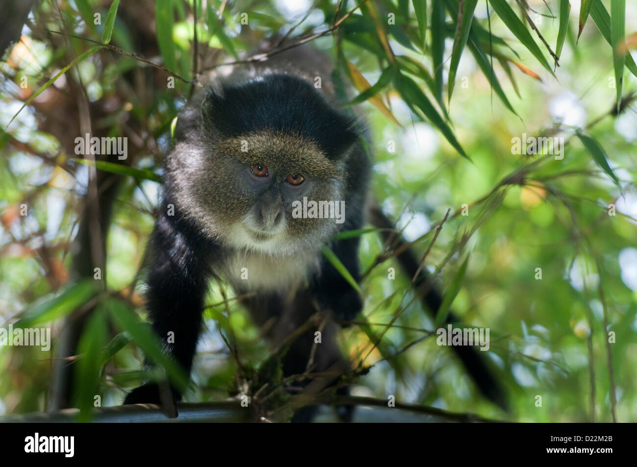 Golden Monkey in Virunga Mountains, Rwanda Stock Photo - Alamy