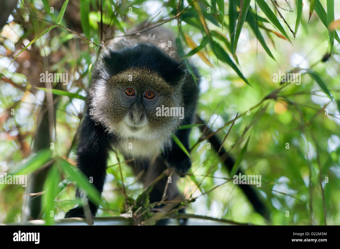 Golden Monkey in Virunga Mountains, Rwanda Stock Photo - Alamy
