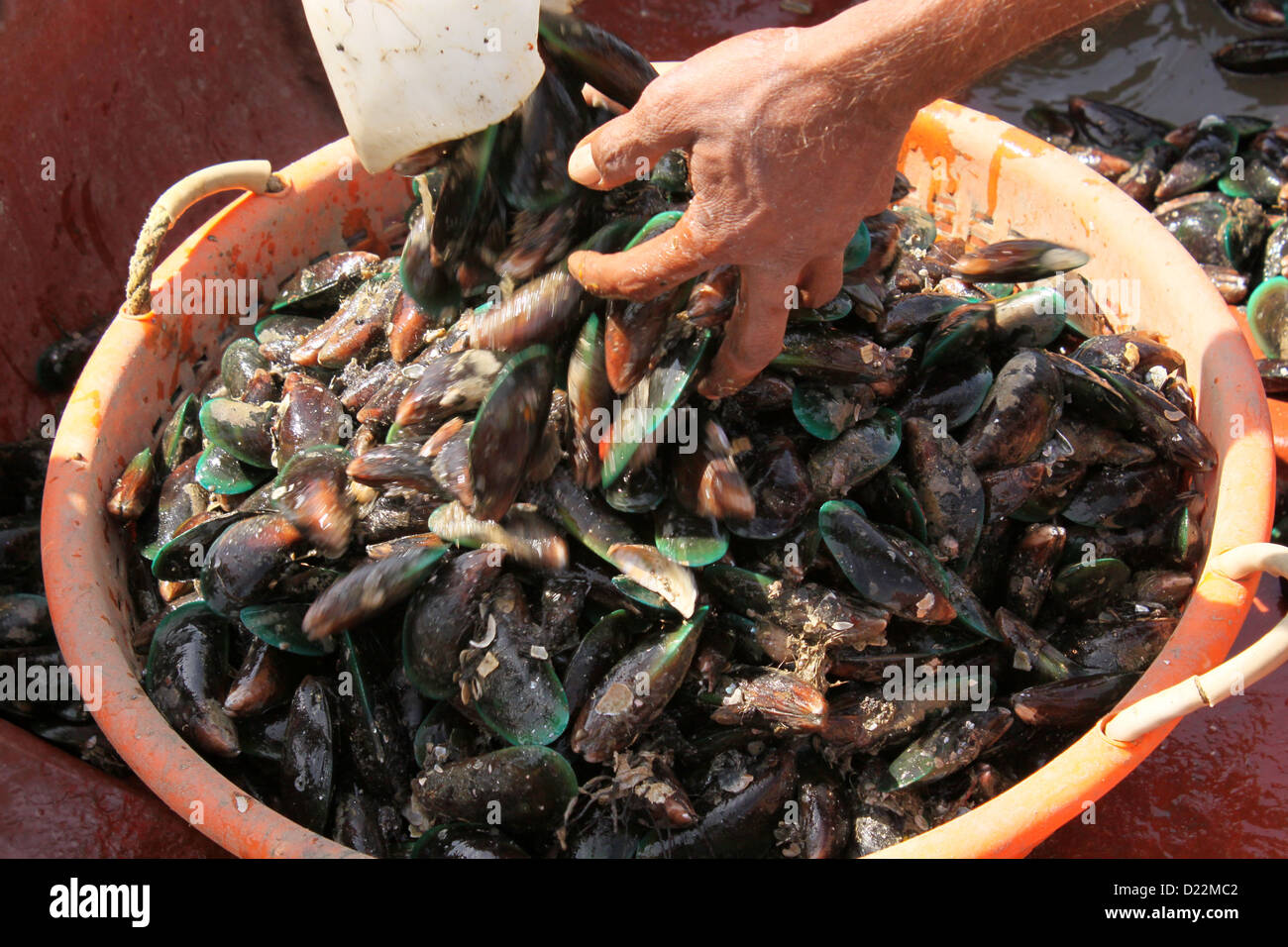 Harvested Asian green Sea Mussels Stock Photo - Alamy