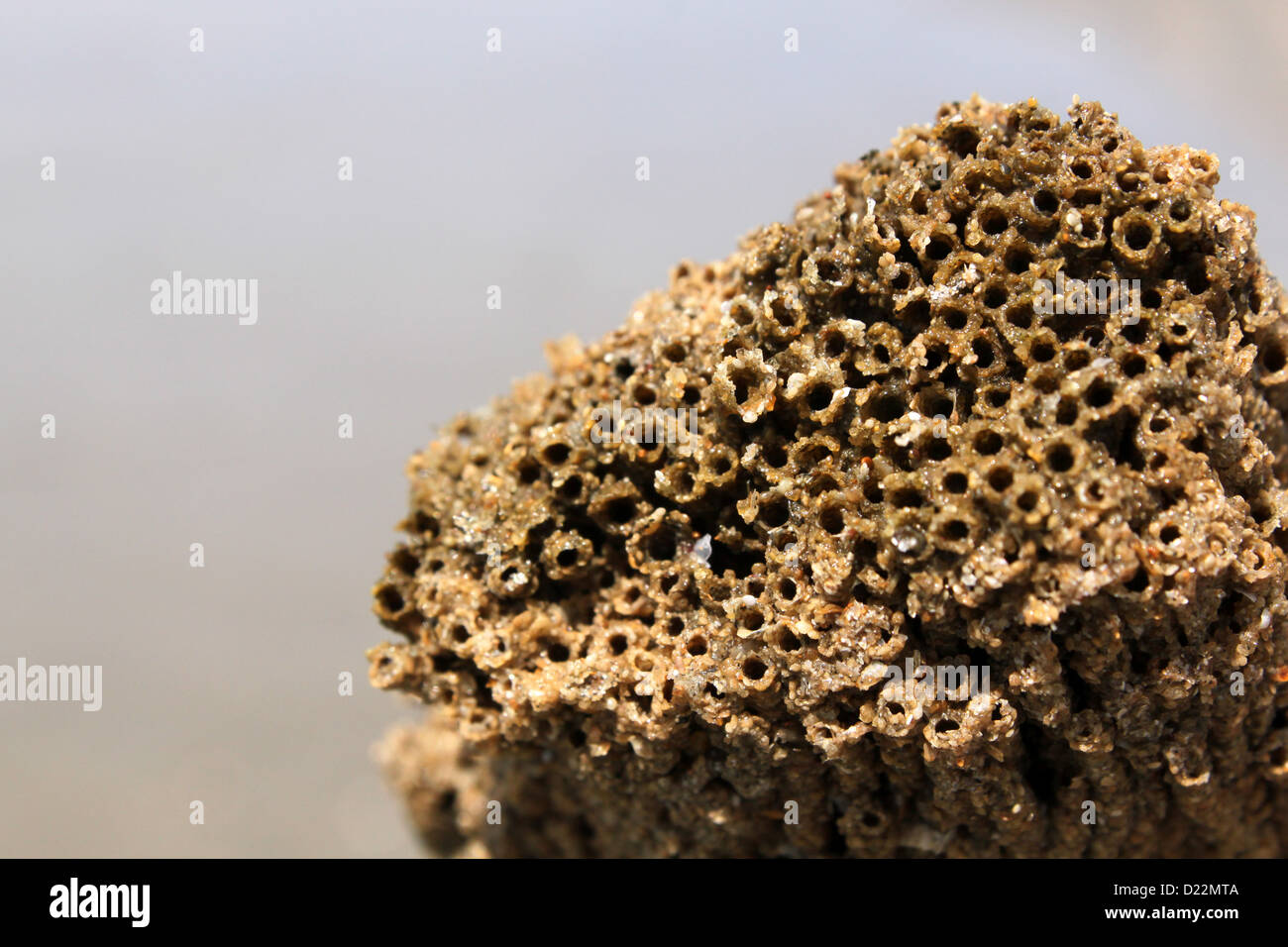 Coral made of sand, Kerala India Stock Photo - Alamy