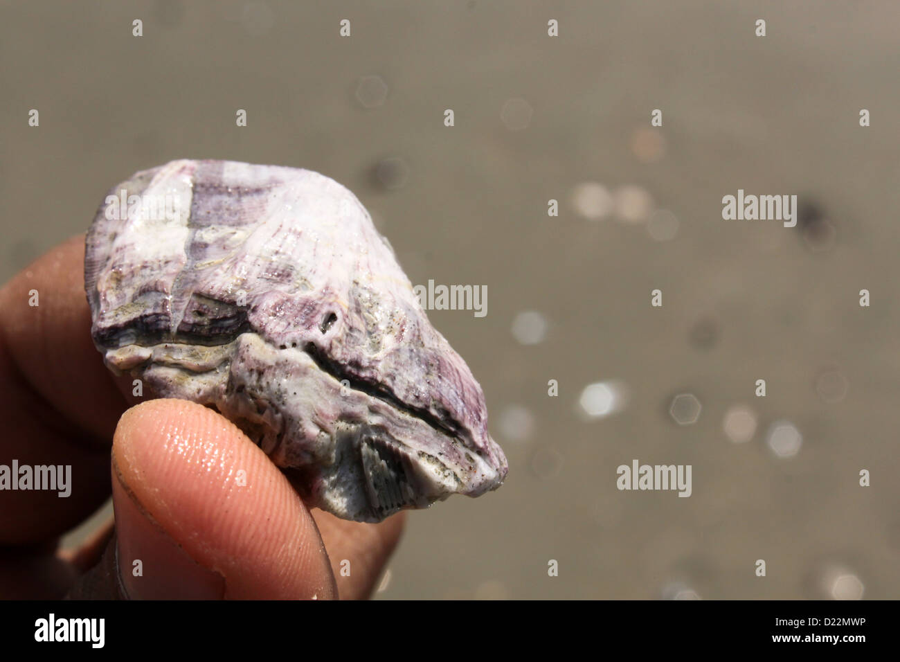 Violet sea shell hi-res stock photography and images - Alamy
