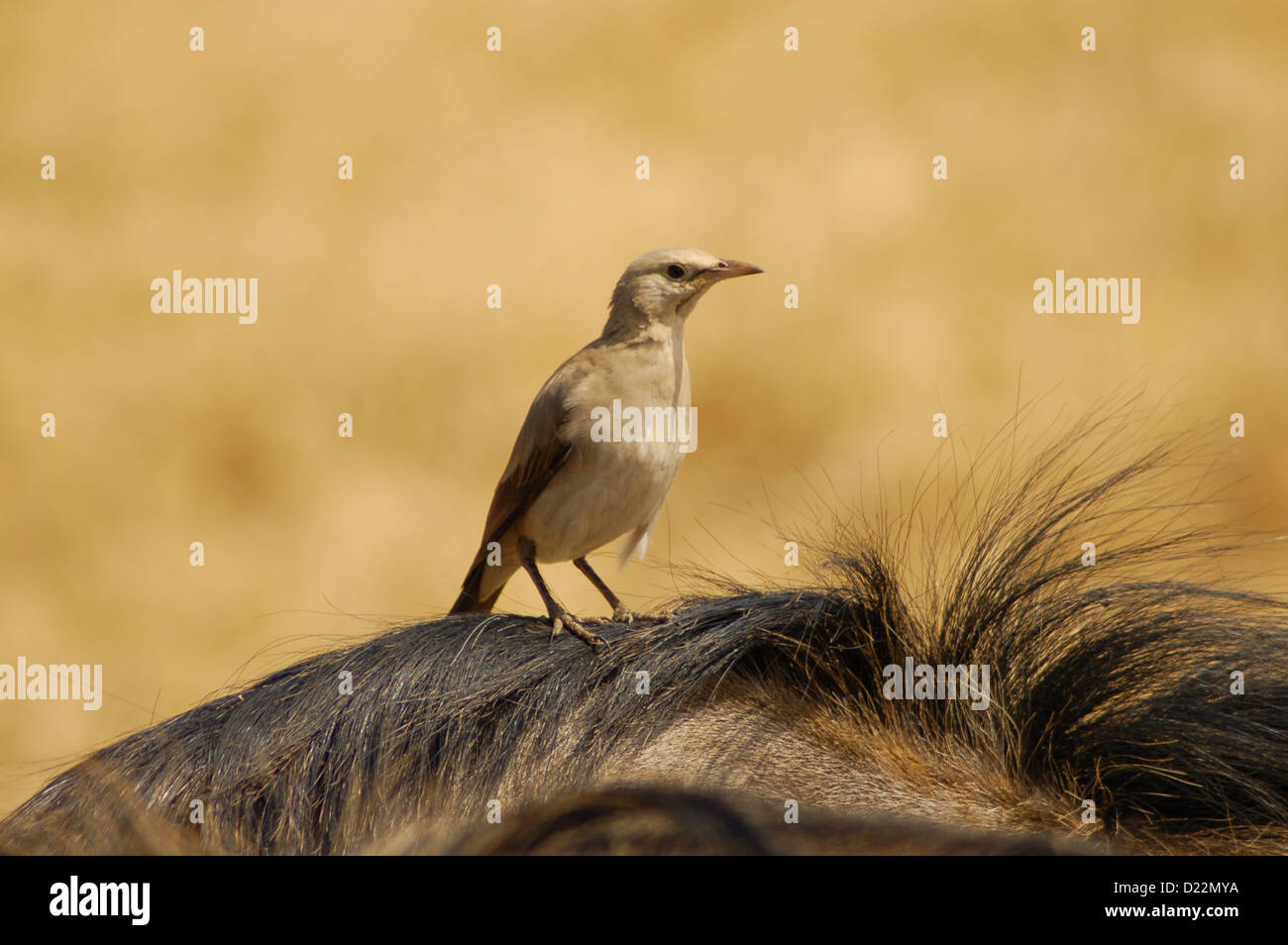 Wattled starling, on the back of a wildebeest, Ngorongoro crater ...