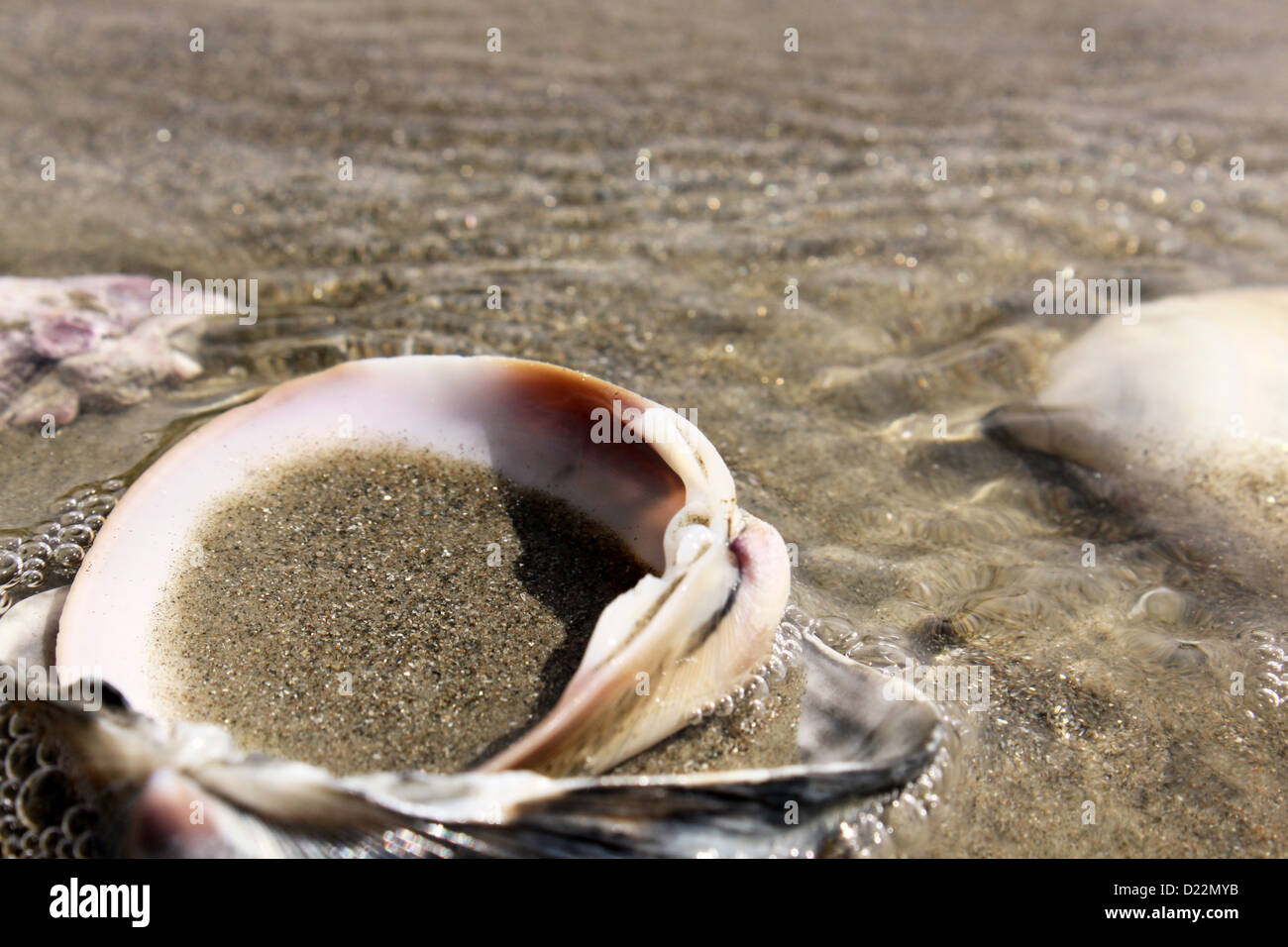 Kerala sea shells hi-res stock photography and images - Alamy