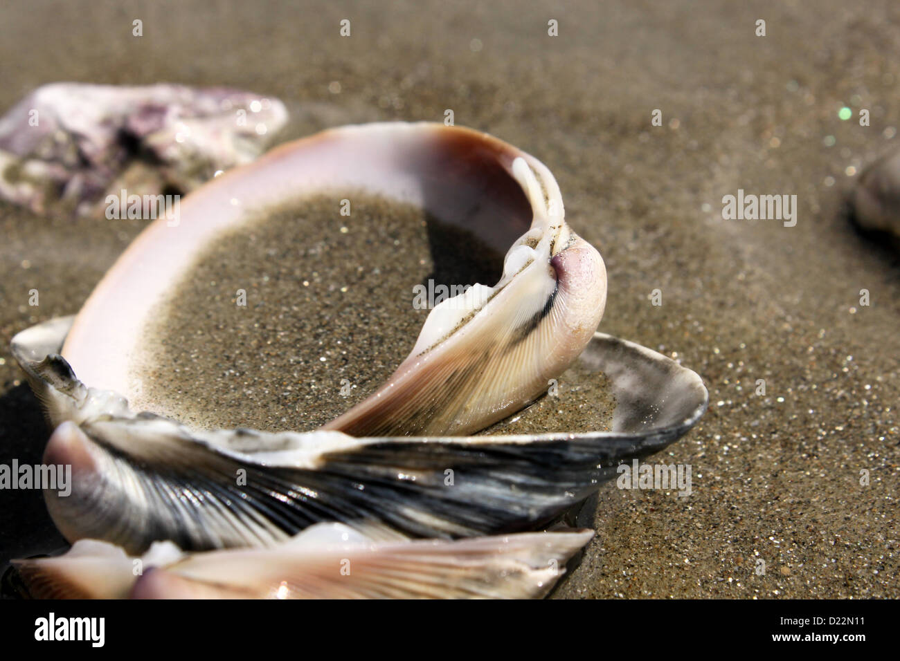 Kerala sea shells hi-res stock photography and images - Alamy
