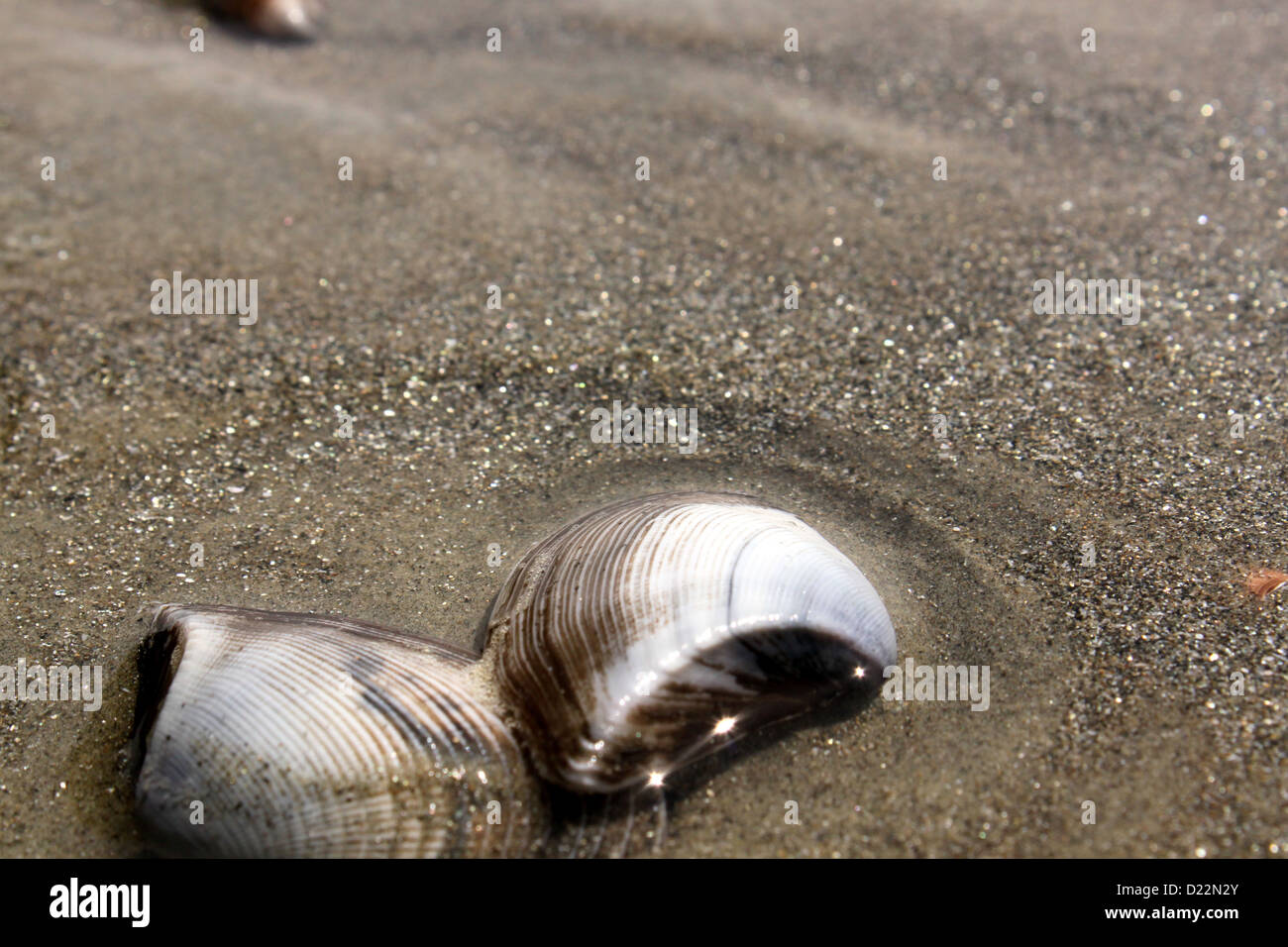 Kerala sea shells hi-res stock photography and images - Alamy