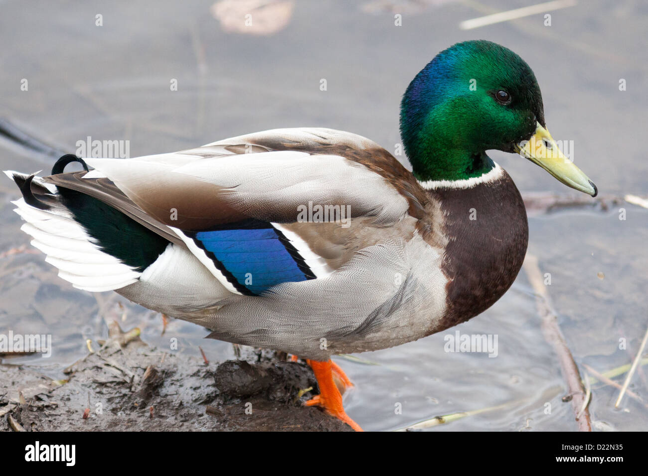 Anas platyrhynchos, Mallard. Wild bird in a natural habitat. Wildlife ...