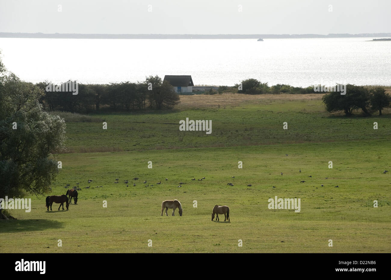 Greaves, Hiddensee, Germany, paddock on the island Hiddensee Stock ...