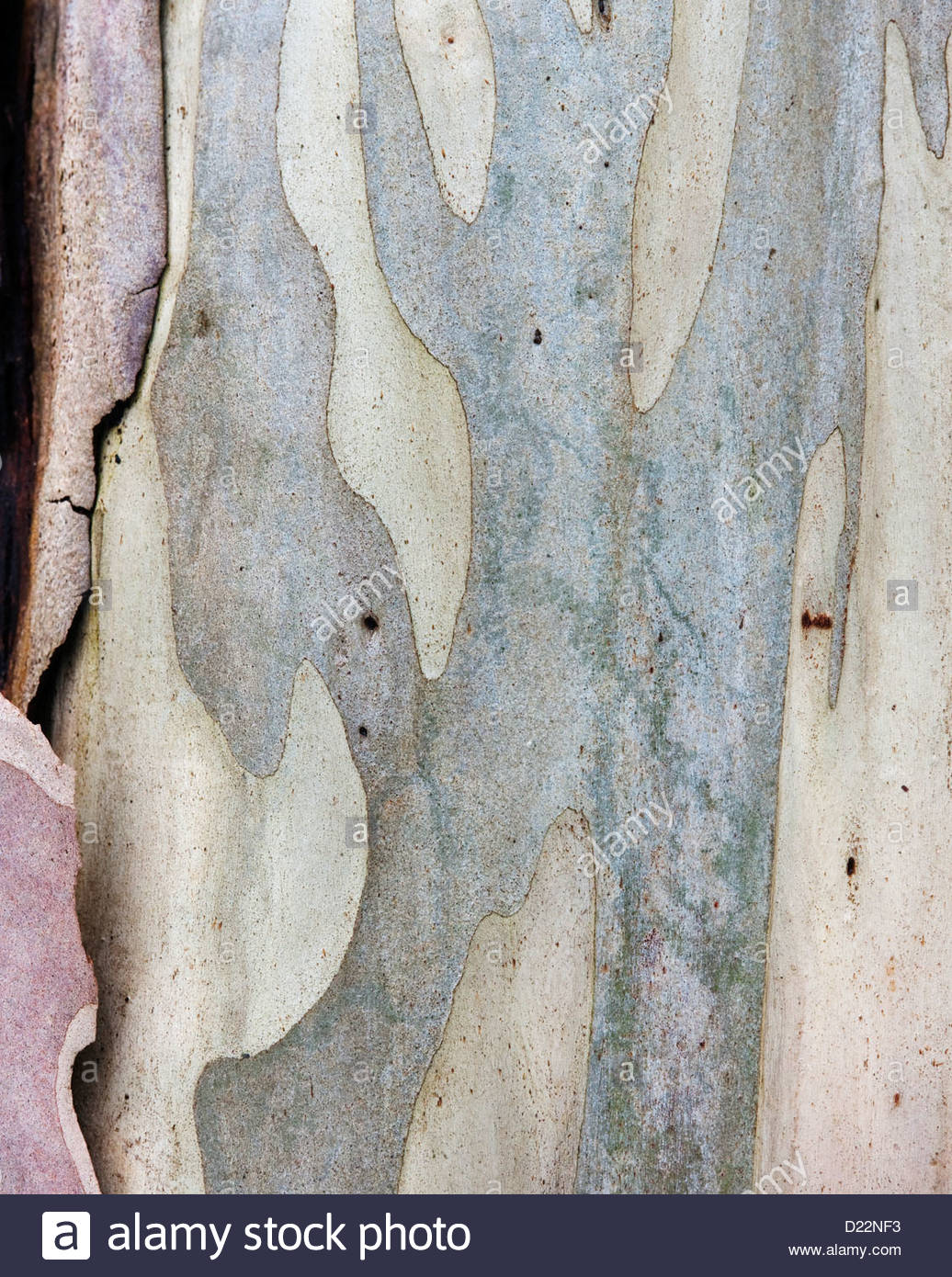 Snow Gum Tree Stock Photos & Snow Gum Tree Stock Images - Alamy