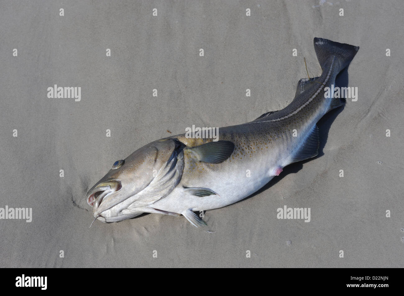 Beach dead wildlife hi-res stock photography and images - Alamy