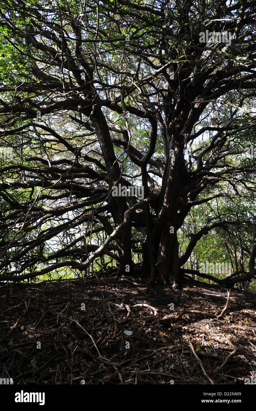 Monastery Hiddensee, Germany, branched tree at Monastery Stock Photo ...