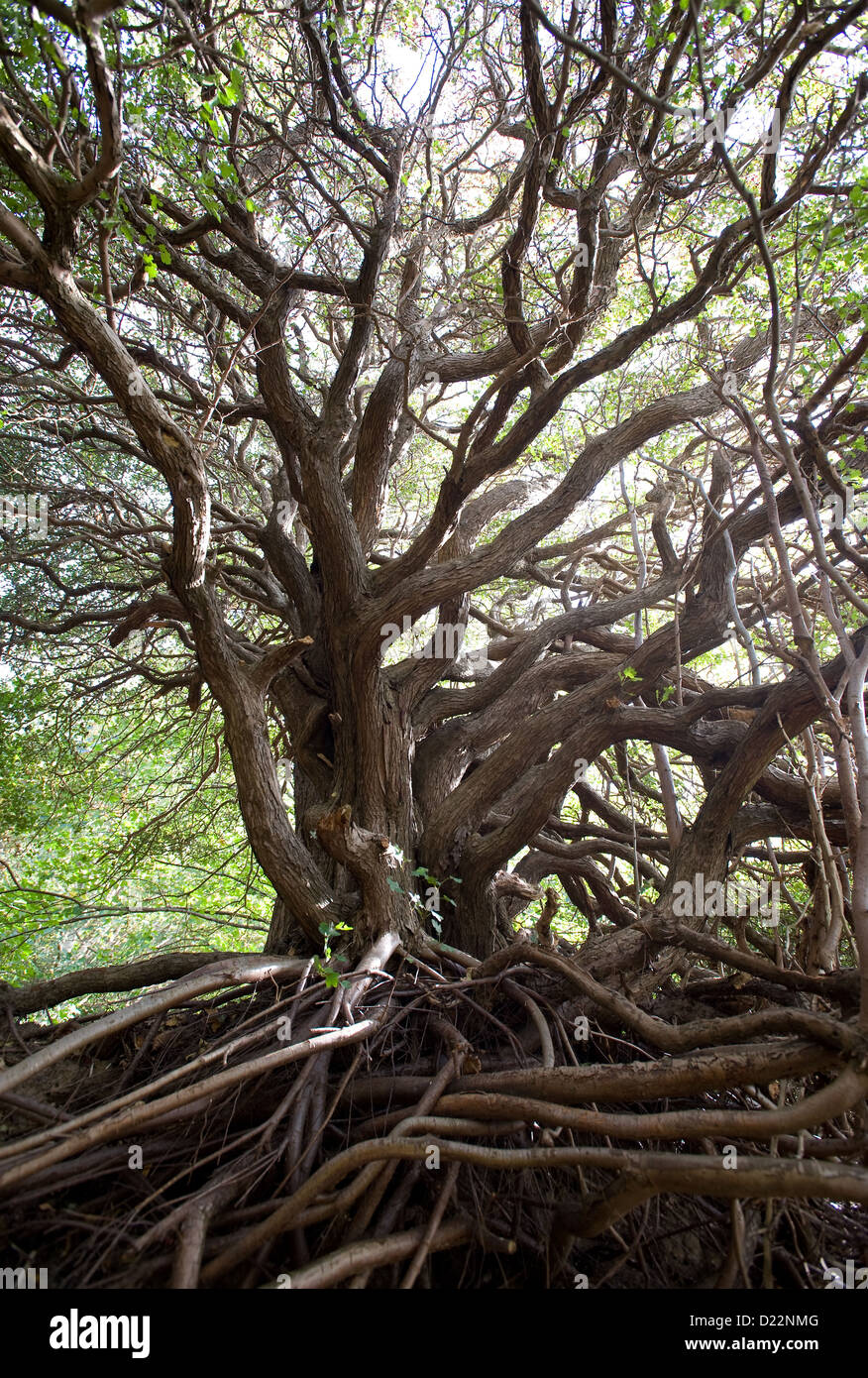 Monastery Hiddensee, Germany, branched tree at Monastery Stock Photo ...