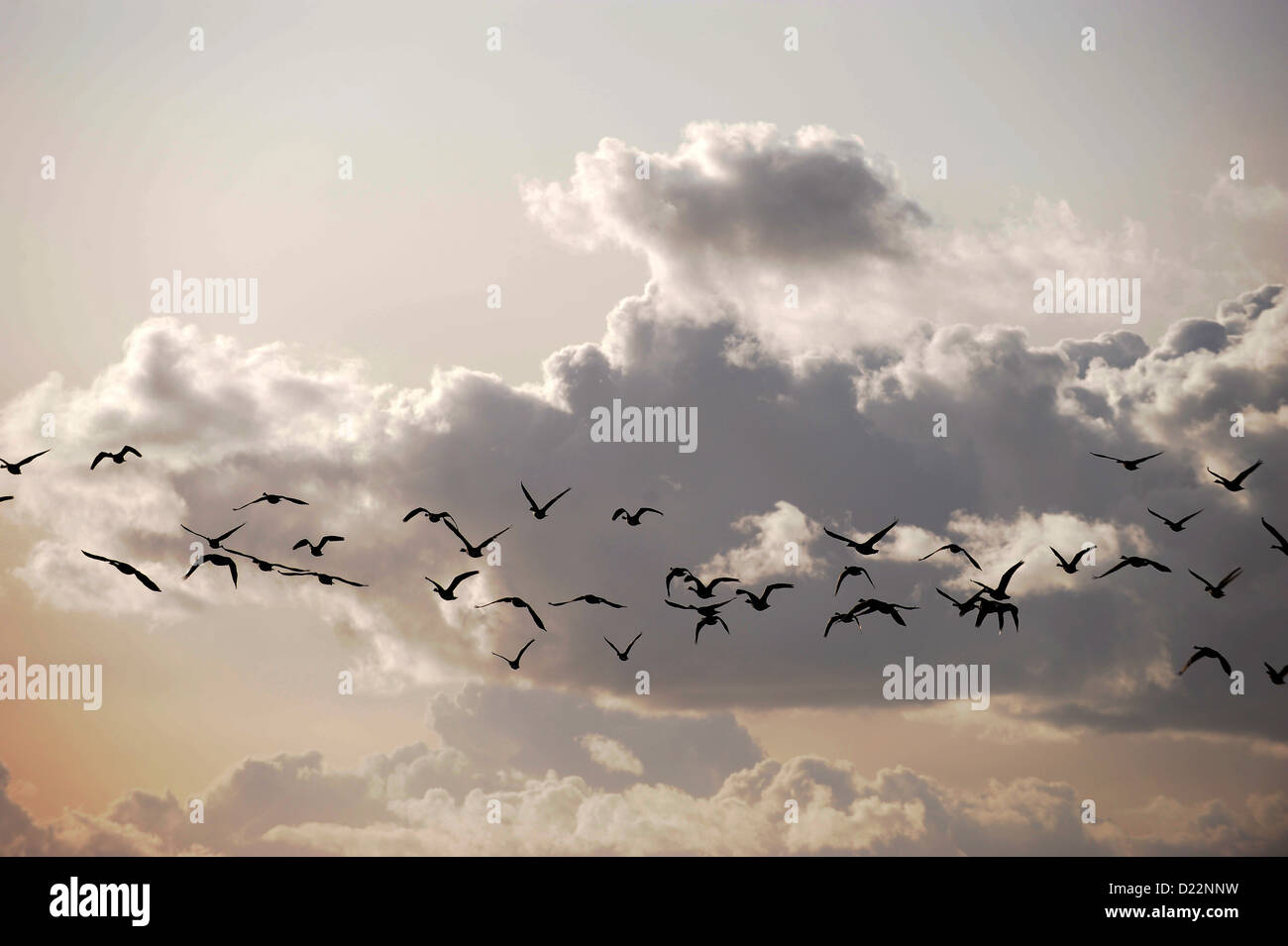 Monastery Hiddensee, Germany, flock of birds over monastery Stock Photo ...