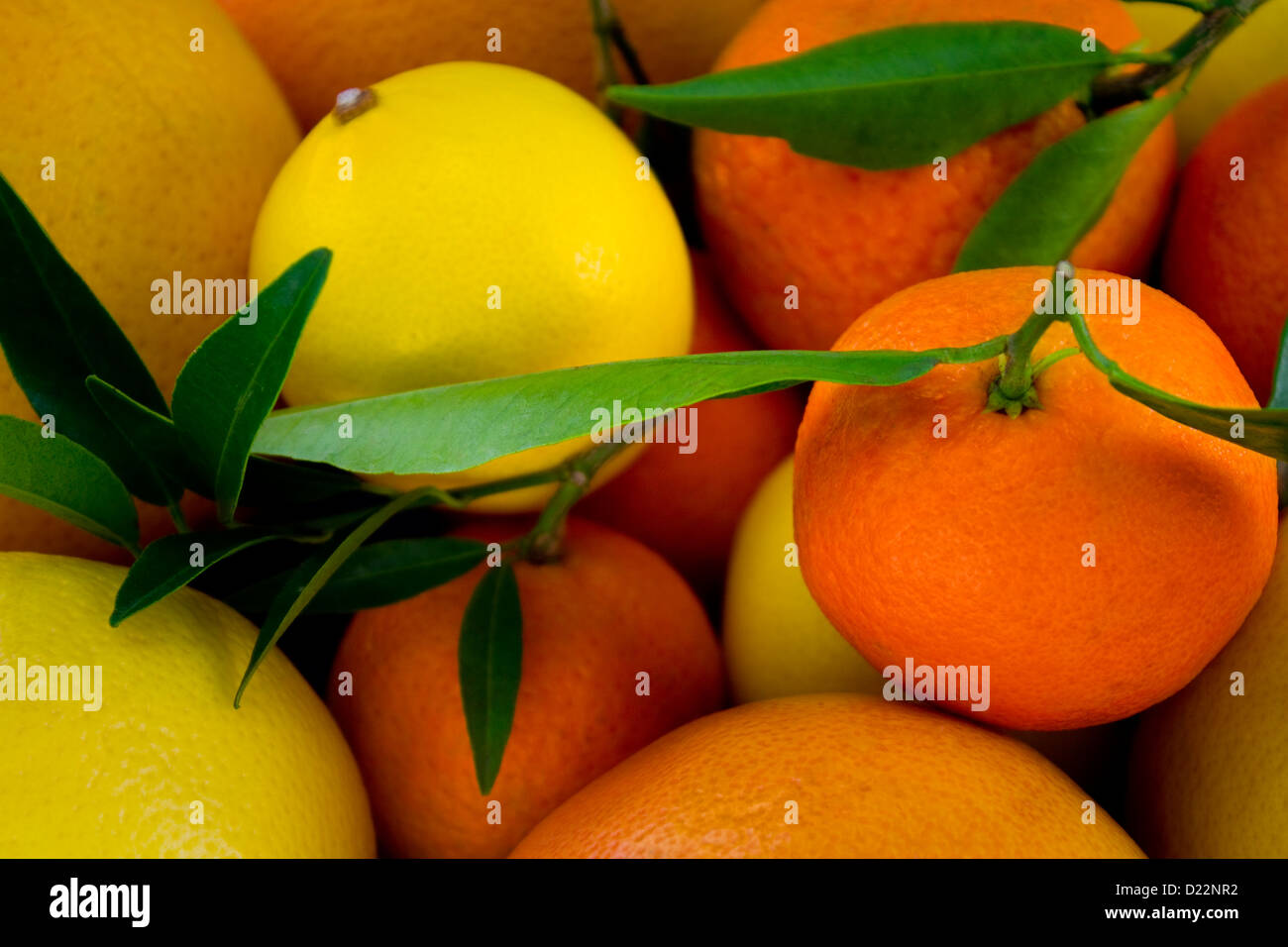 Citric hi-res stock photography and images - Alamy