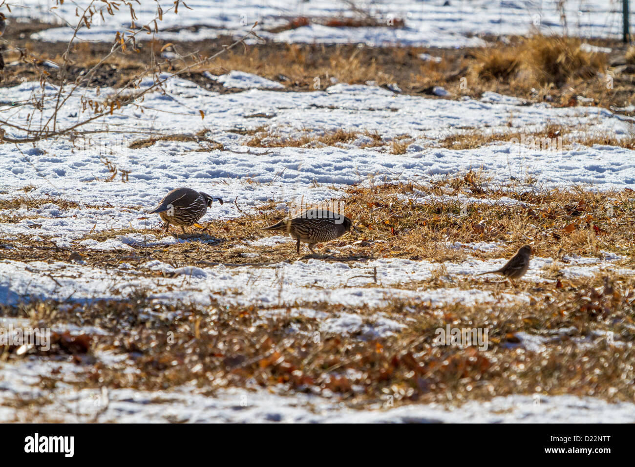 California Quail foraging for food in a snowy landscape in Northern ...