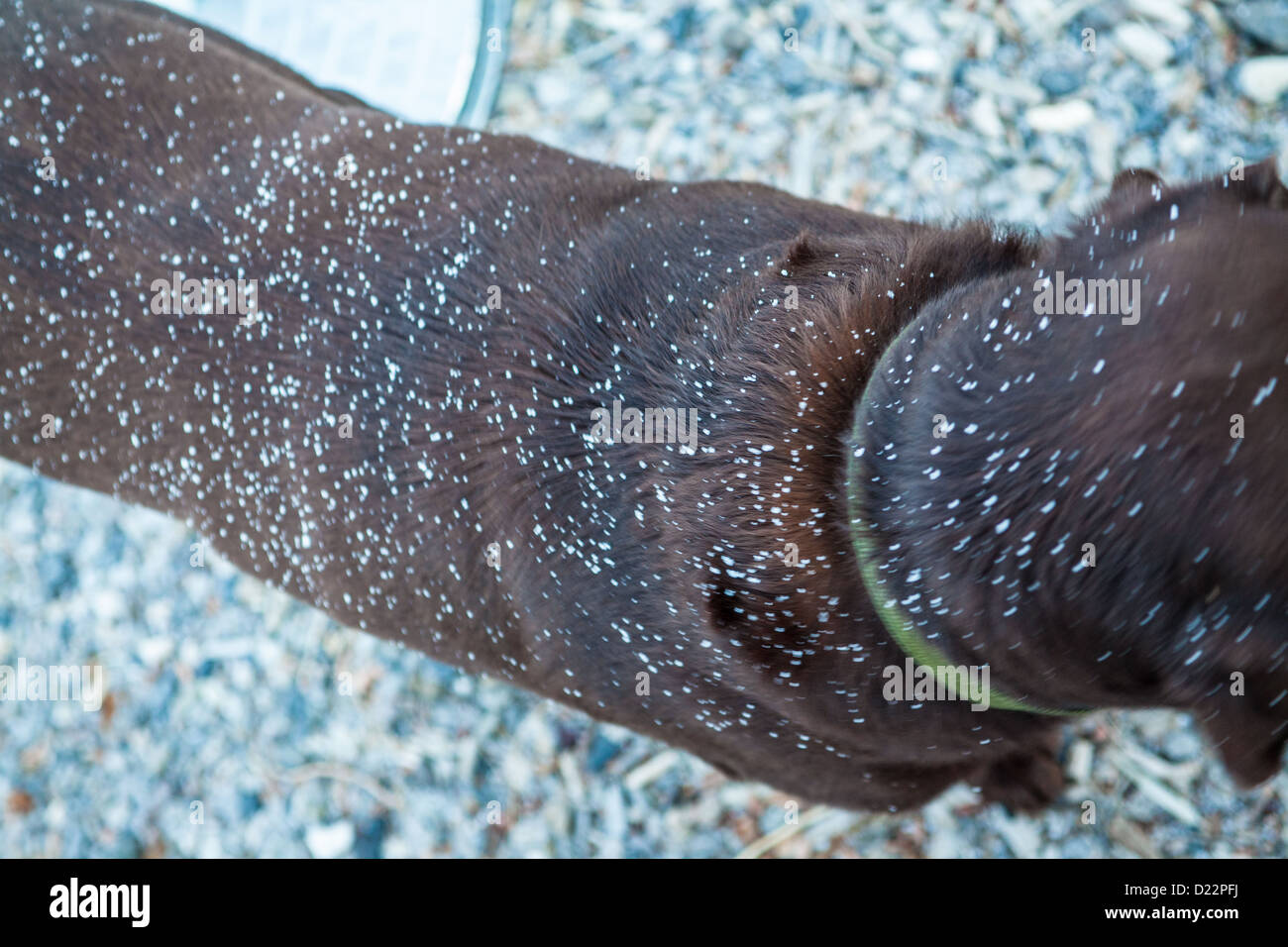 A Chocolate Labrador retriever with snow on his back Stock Photo - Alamy