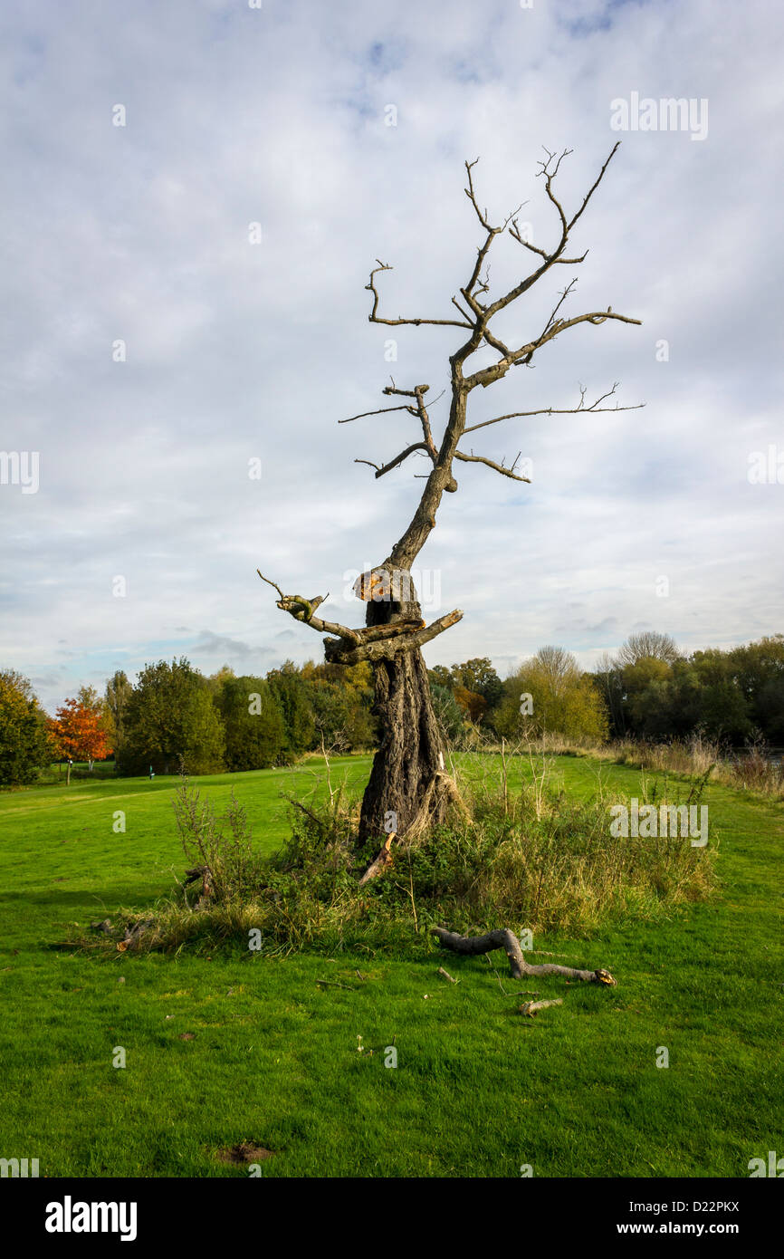 A Spooky Tree set alone in a field Stock Photo - Alamy