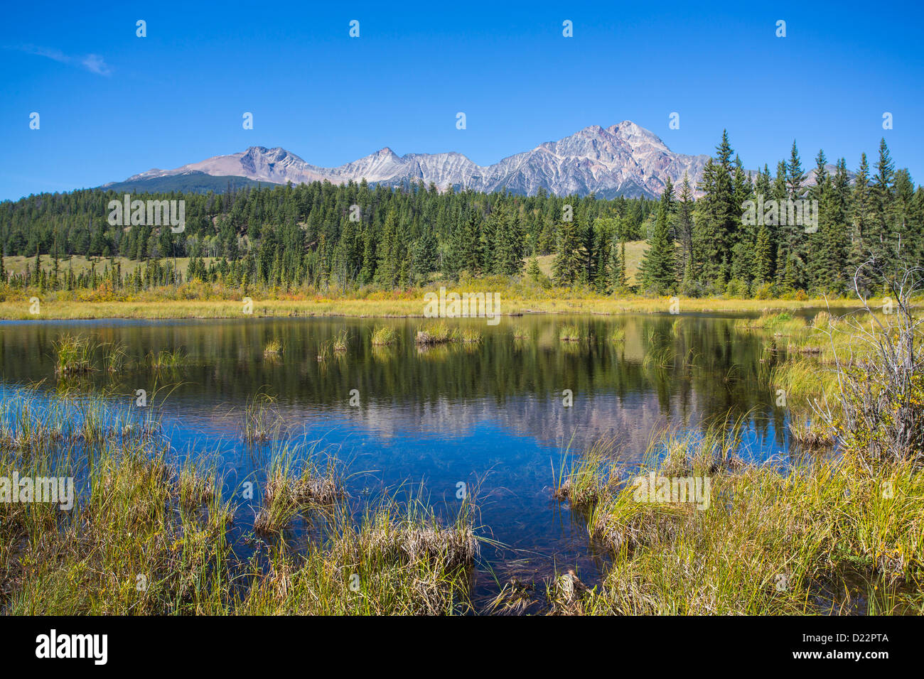 Canadian wetlands hi-res stock photography and images - Alamy