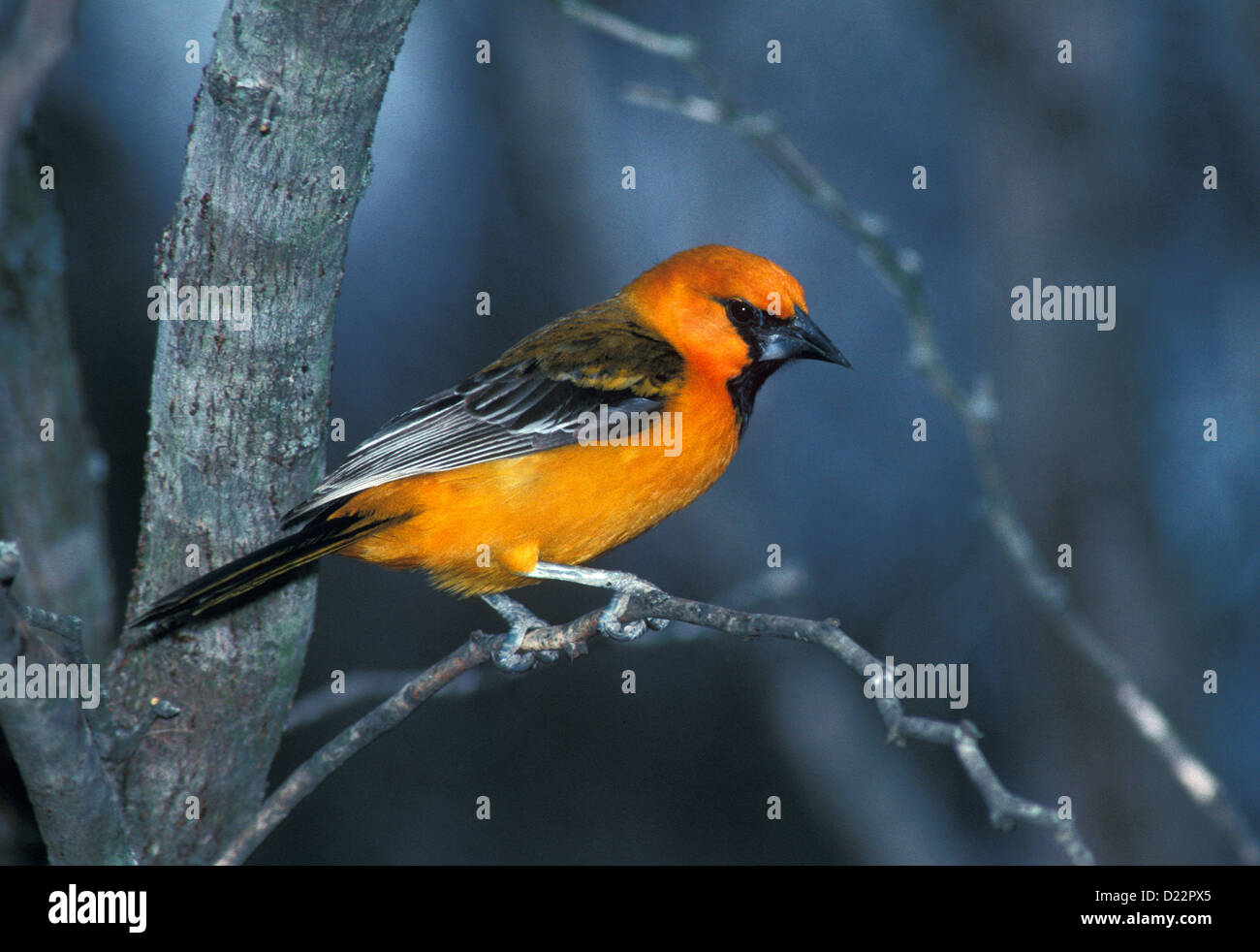 Altamira Oriole Icterus gularis Bentsen-Rio Grande State Park, Texas ...