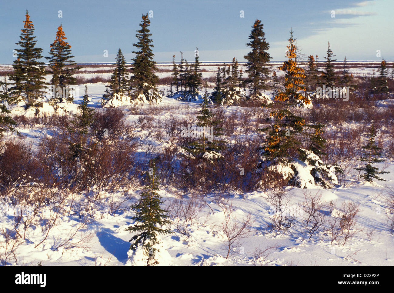 Tundra/Taiga interface at Churchill, Manitoba, Canada. White Spruce and ...